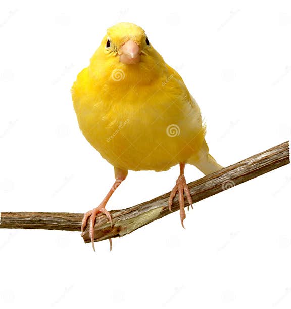 Kanarie stock afbeelding. Image of vogel, toppositie, dier - 874025