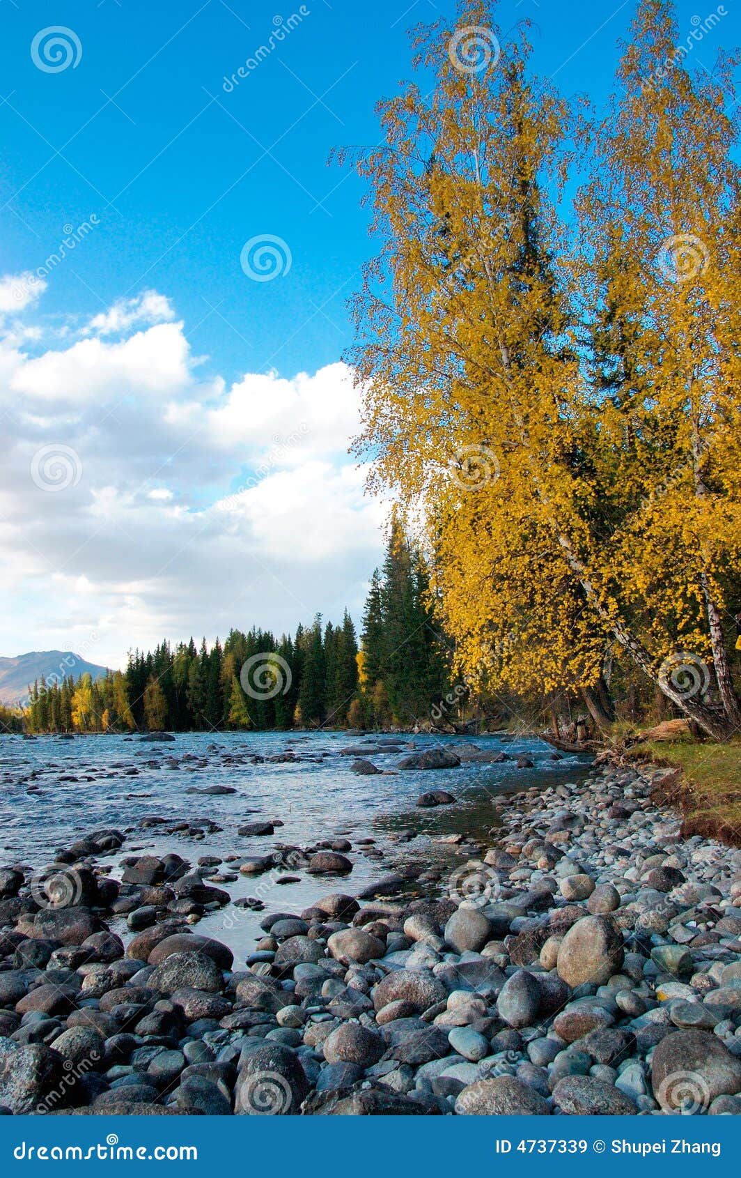 Kanasi river stock image. Image of birch, clean, silver - 4737339