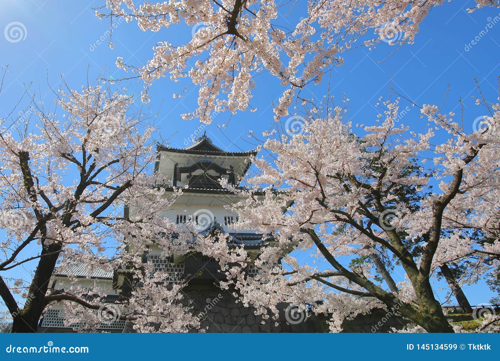 Kanazawa Old Castle Cherry Blossom Tree Japan Stock Image - Image of ...