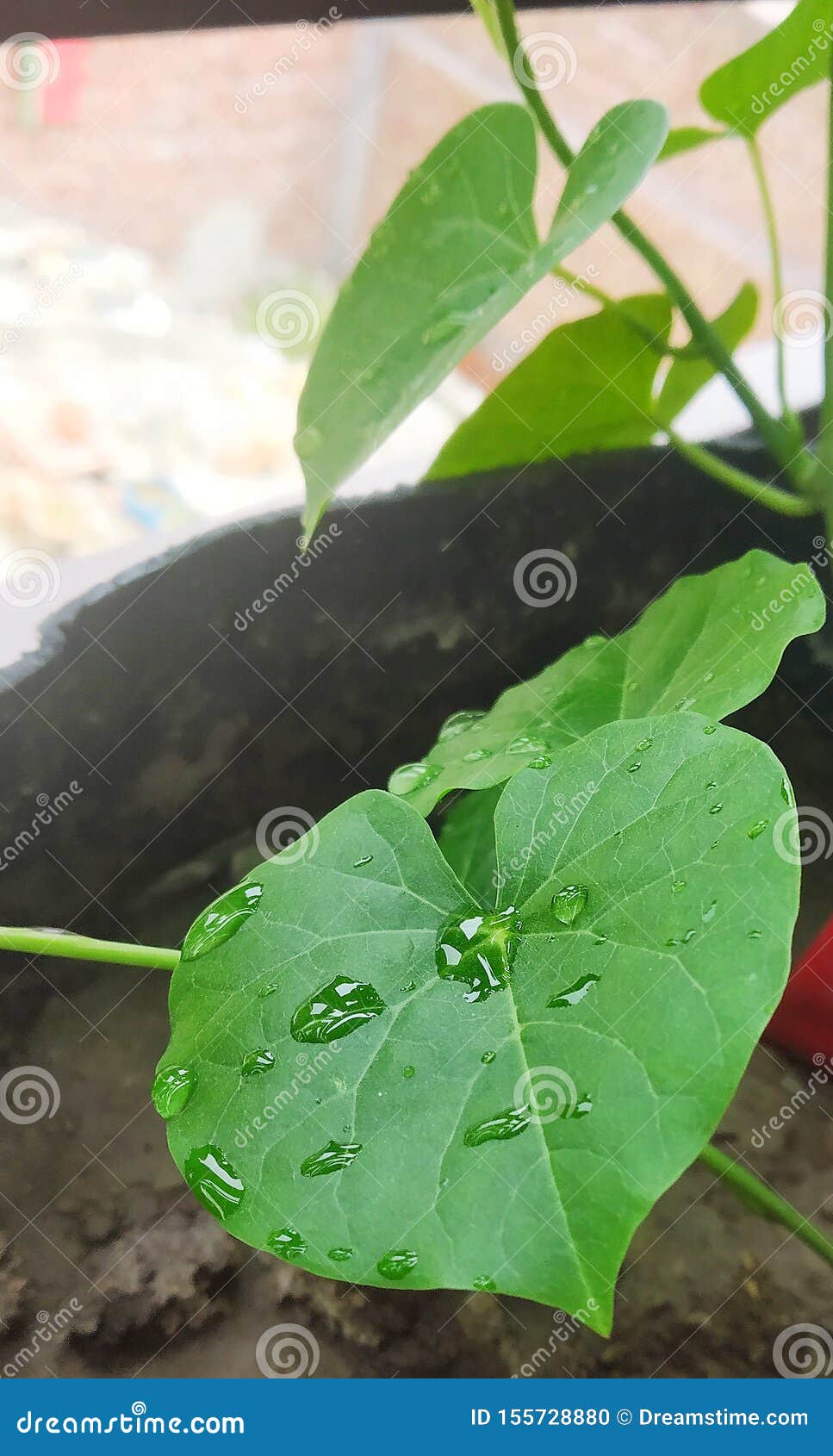 It is a plant of Kanda stock photo. Image of kanda, eats - 155728880 It is a plant of Kanda stock photo. Image of kanda, eats - 155728880