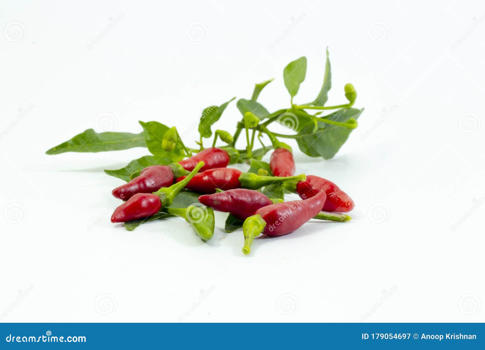 Tabasco Chilli stock image. Image of green, chili, kandhari - 179054697