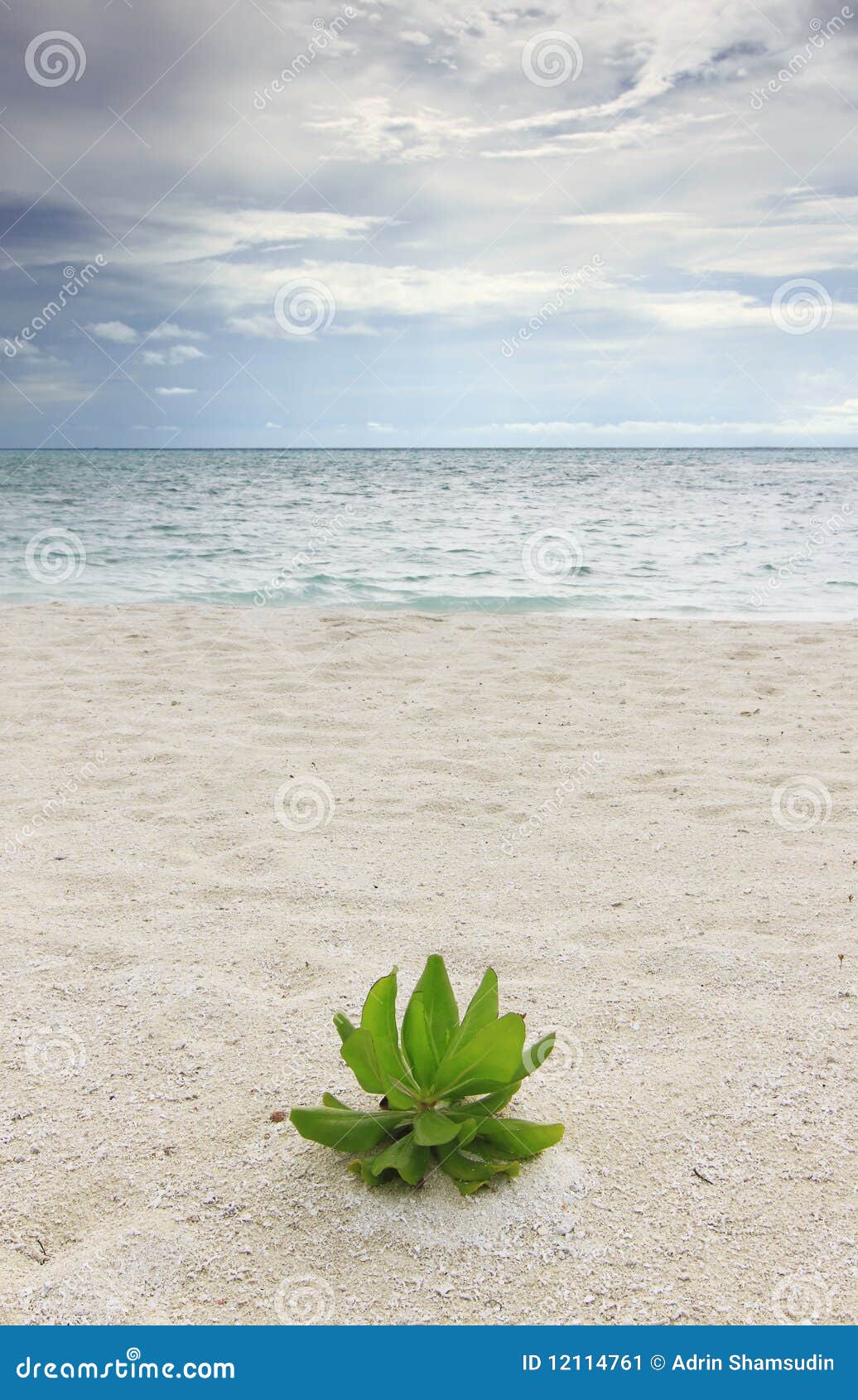 Kandoo Shrub (Hernandia Nymphaeifolia) Stock Image - Image of vertical ...