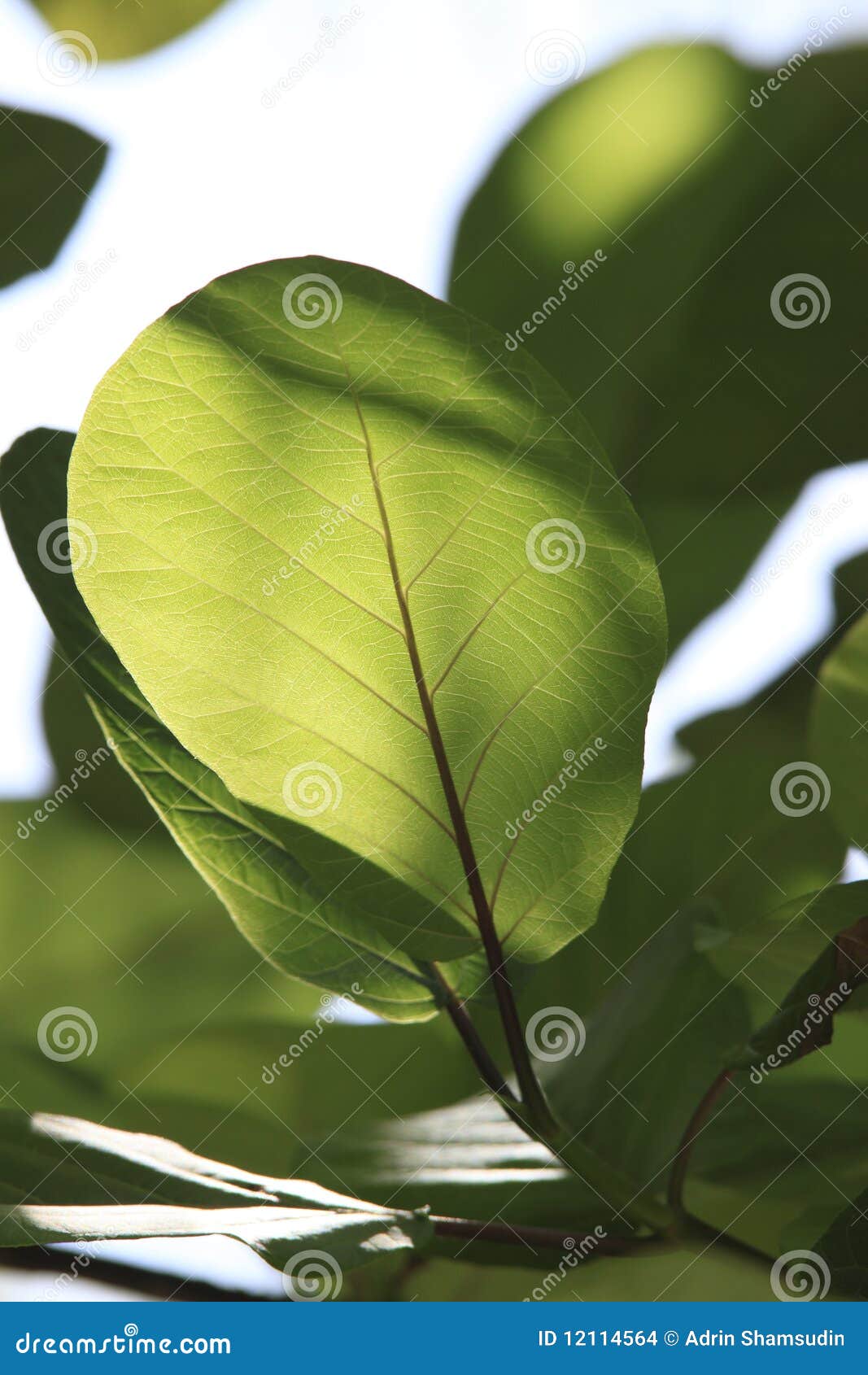 Kandoo Tree Leafs (Hernandia Nymphaeifolia) Stock Photo - Image of tree ...