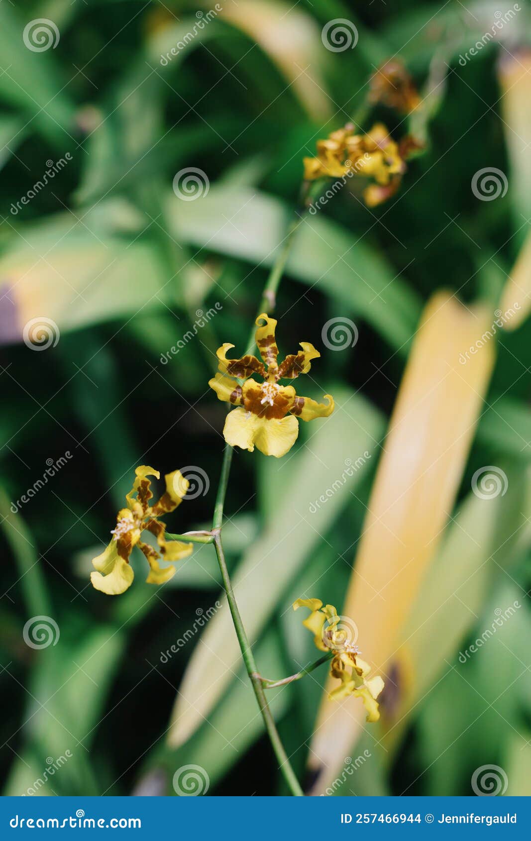 Kandyan Dancer Orchid Flowers - Oncidium Sphacelatum Stock Photo ...