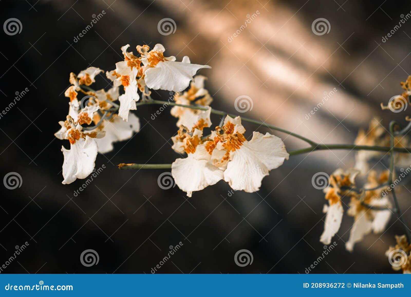 Kandyan Dancers Flowers, Light Creating Some Great Visual Effects Stock ...