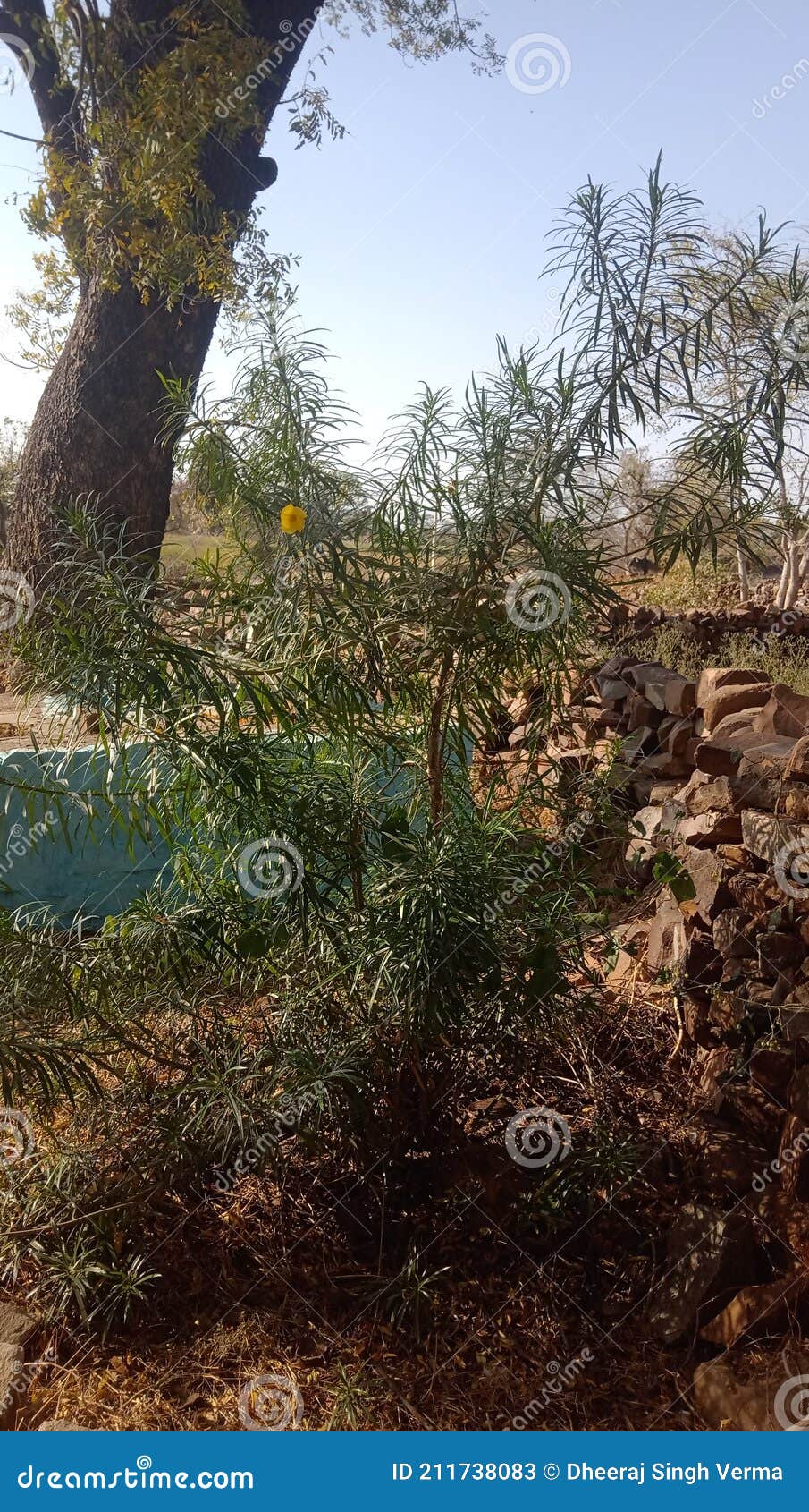 Kanehar tree in india stock image. Image of rock, garden - 211738083