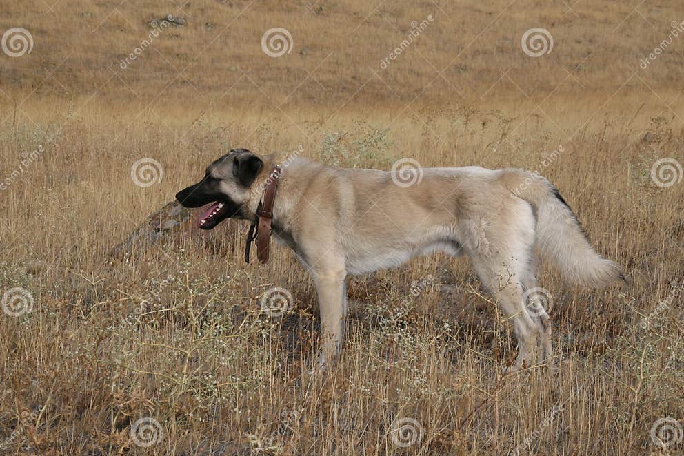 Kangal stock photo. Image of kara, collar, adorable, coban - 6502894