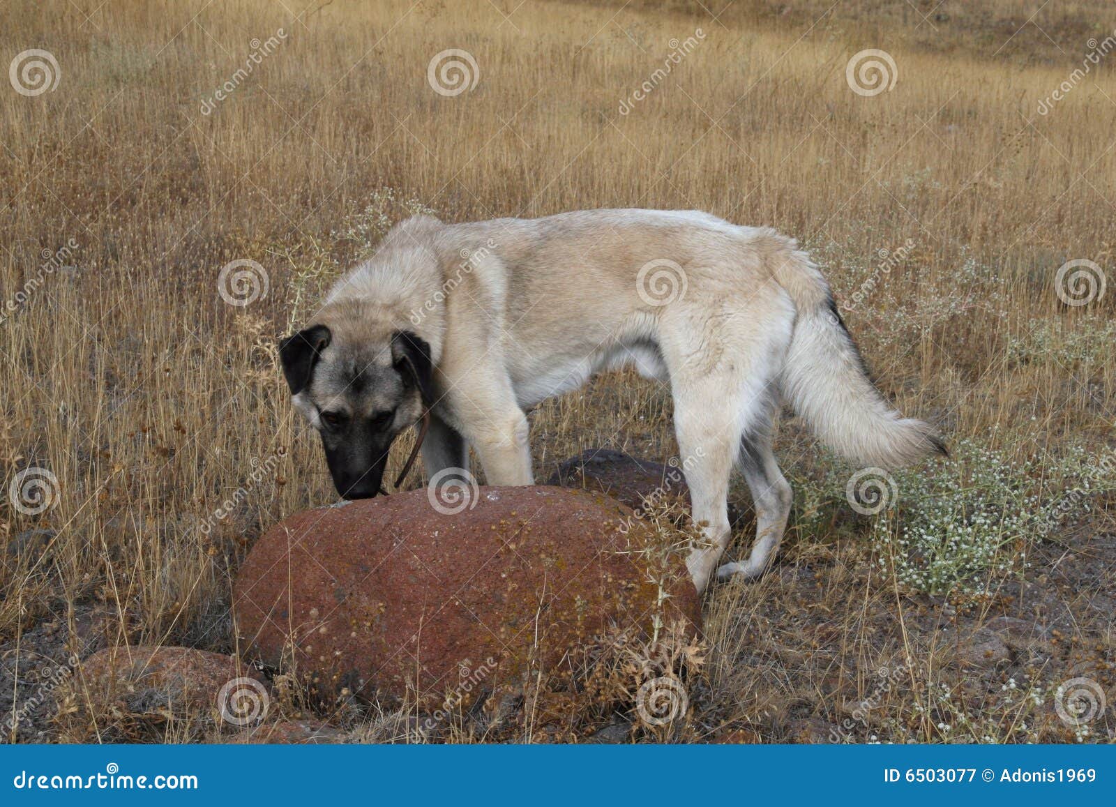 Kangal Picture. Image: 6503077