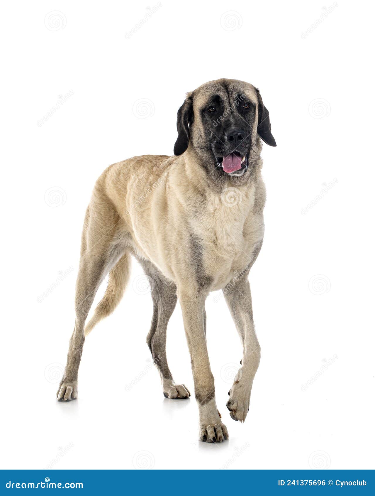 Kangal Dog, Kangal Shepherd Dog, Sivas Kangal, Turkish Kangal ...