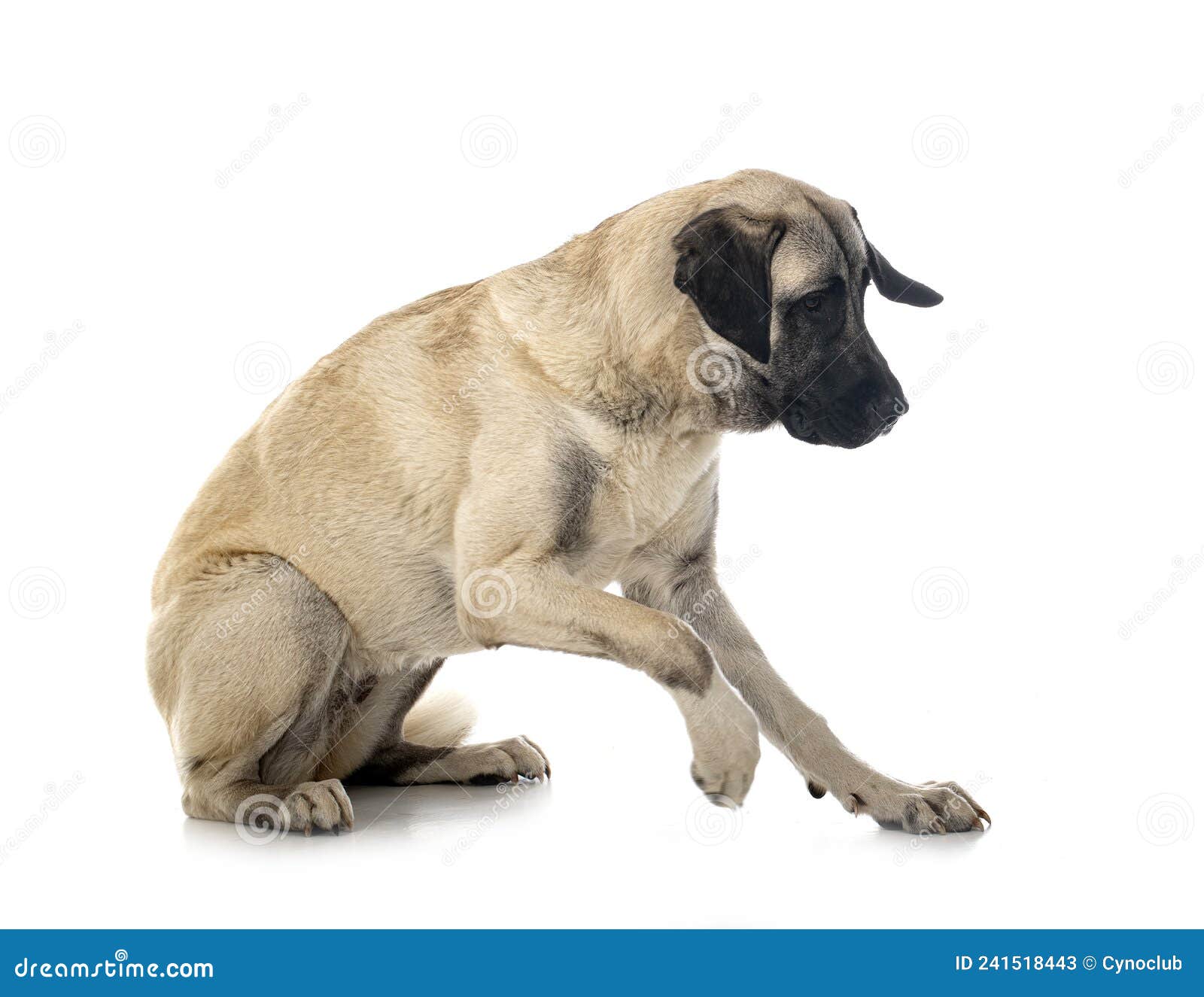Kangal Dog, Kangal Shepherd Dog, Sivas Kangal, Turkish Kangal ...