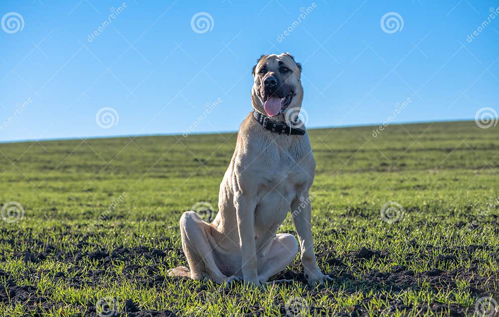 Wolfhound stock image. Image of flower, carnivore, hound - 236668935