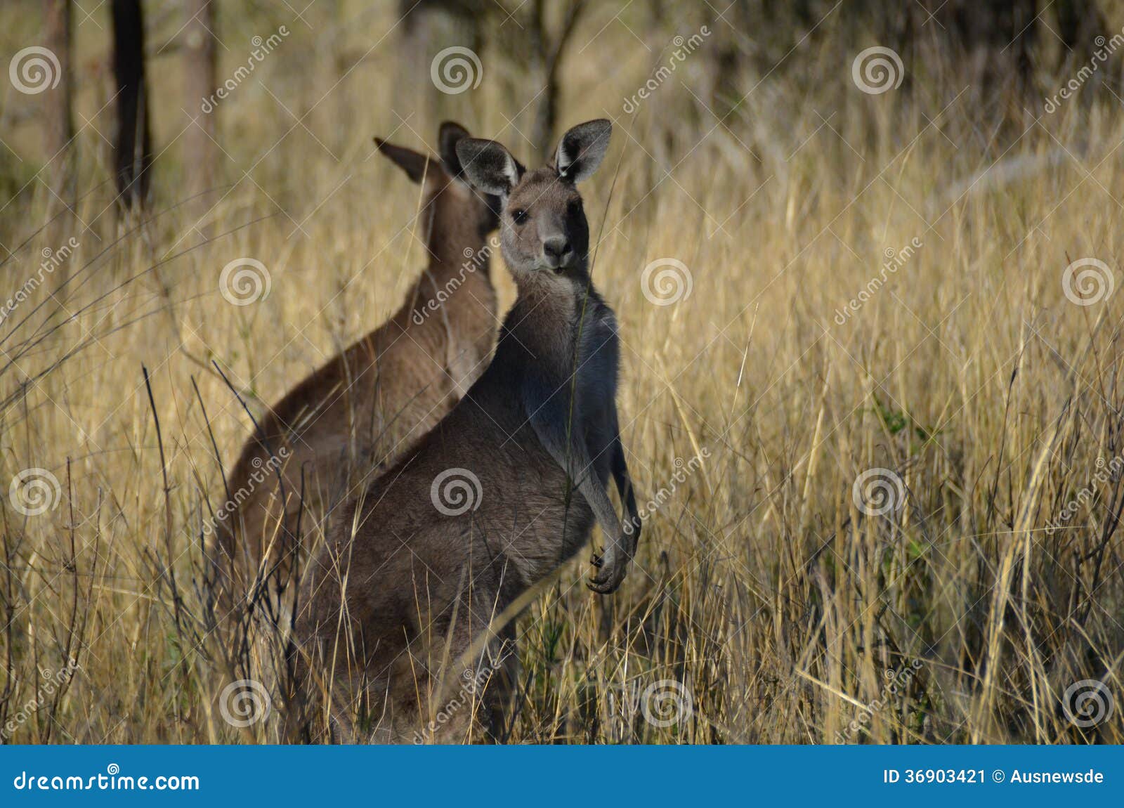 Kangaroo 01 stock image. Image of wildlife, pair, marsupialia - 36903421