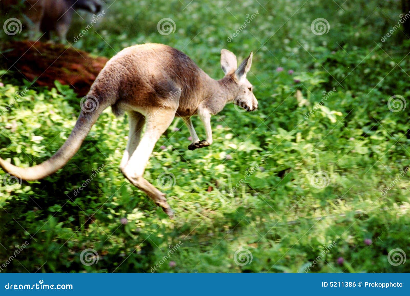 Kangaroo Hopping In Field Stock Photography | CartoonDealer.com #56294432