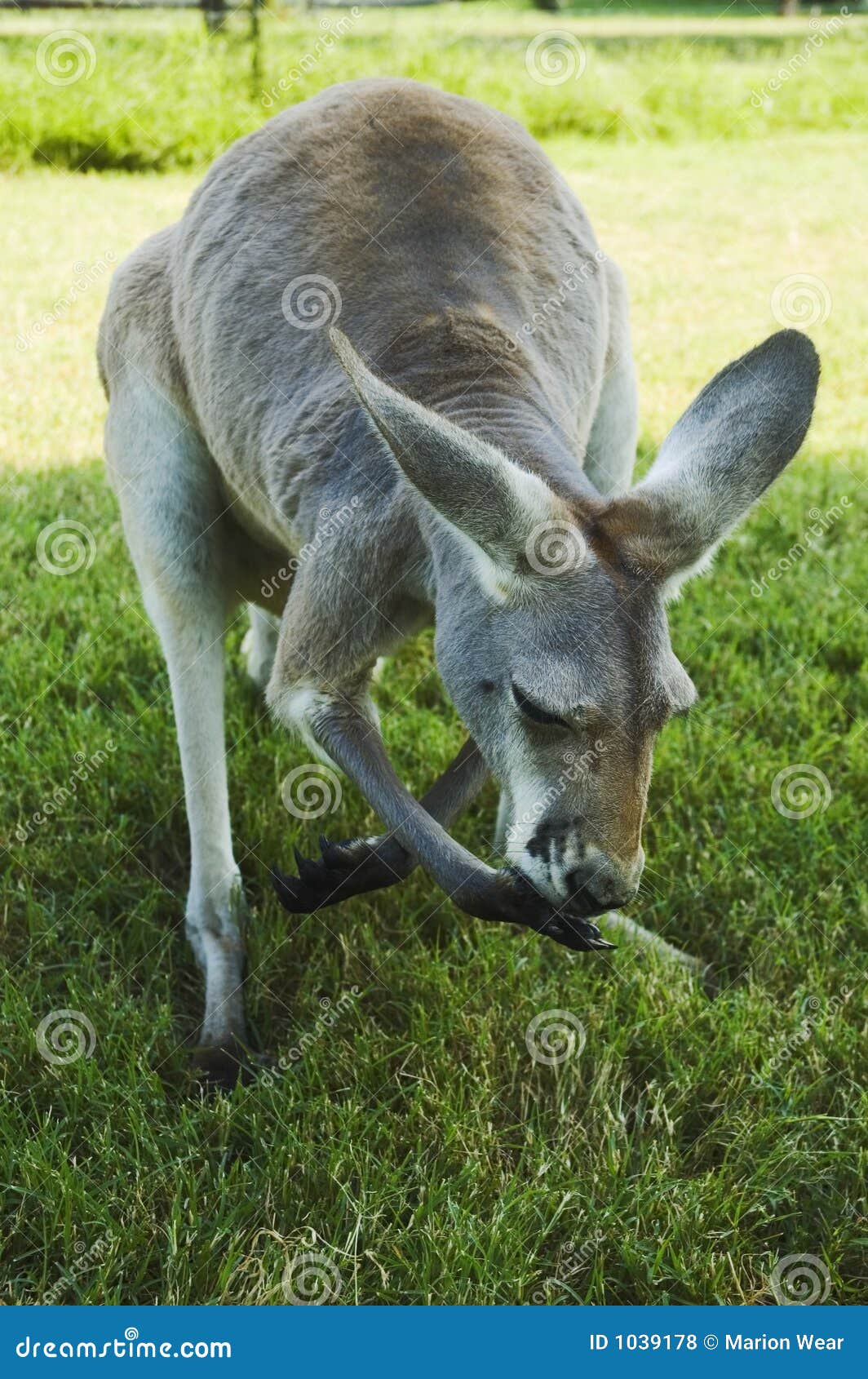 Kangaroo stock photo. Image of hand, claws, marsupial - 1039178
