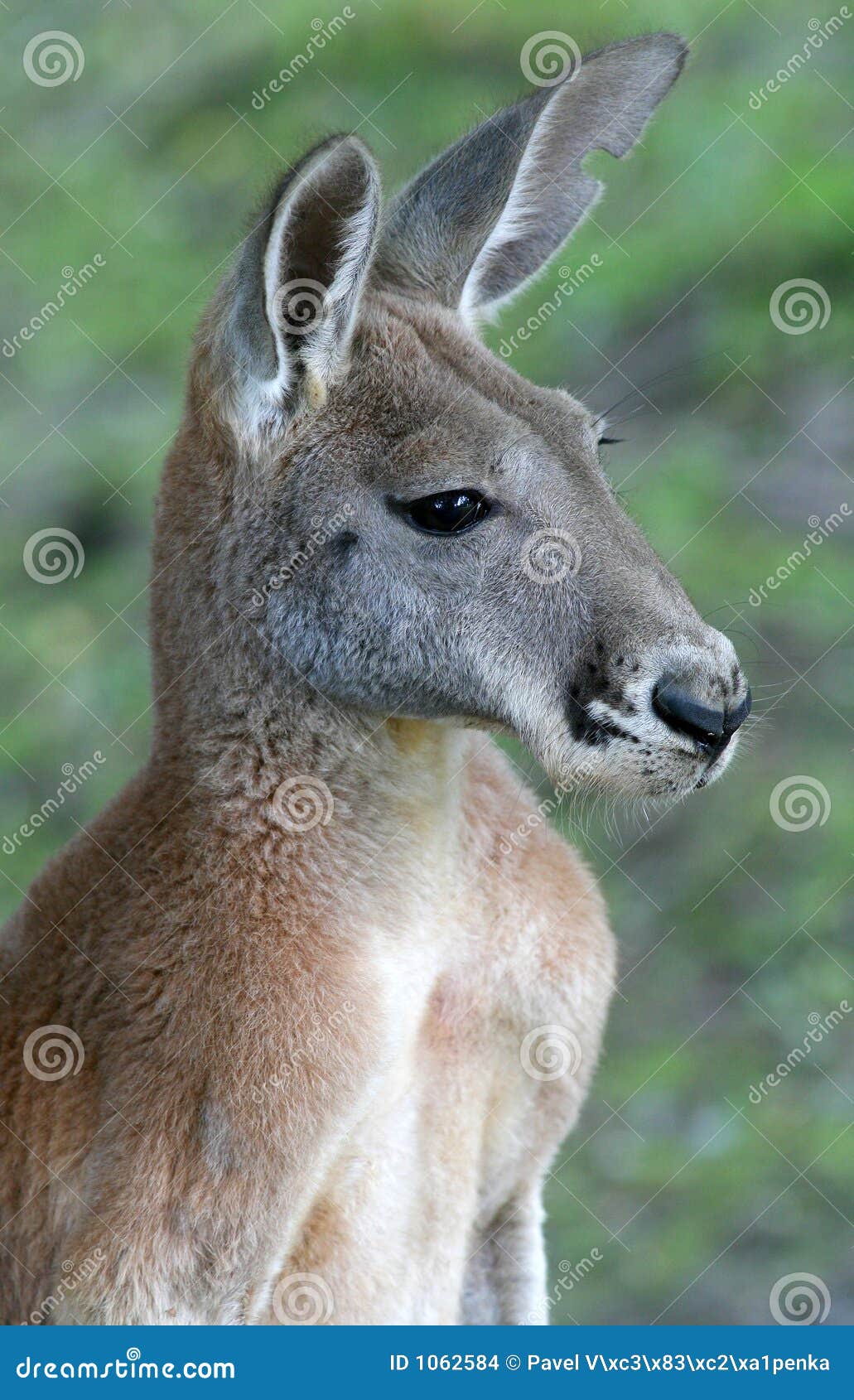 Kangaroo stock photo. Image of mammal, wallaby, life, animal - 1062584