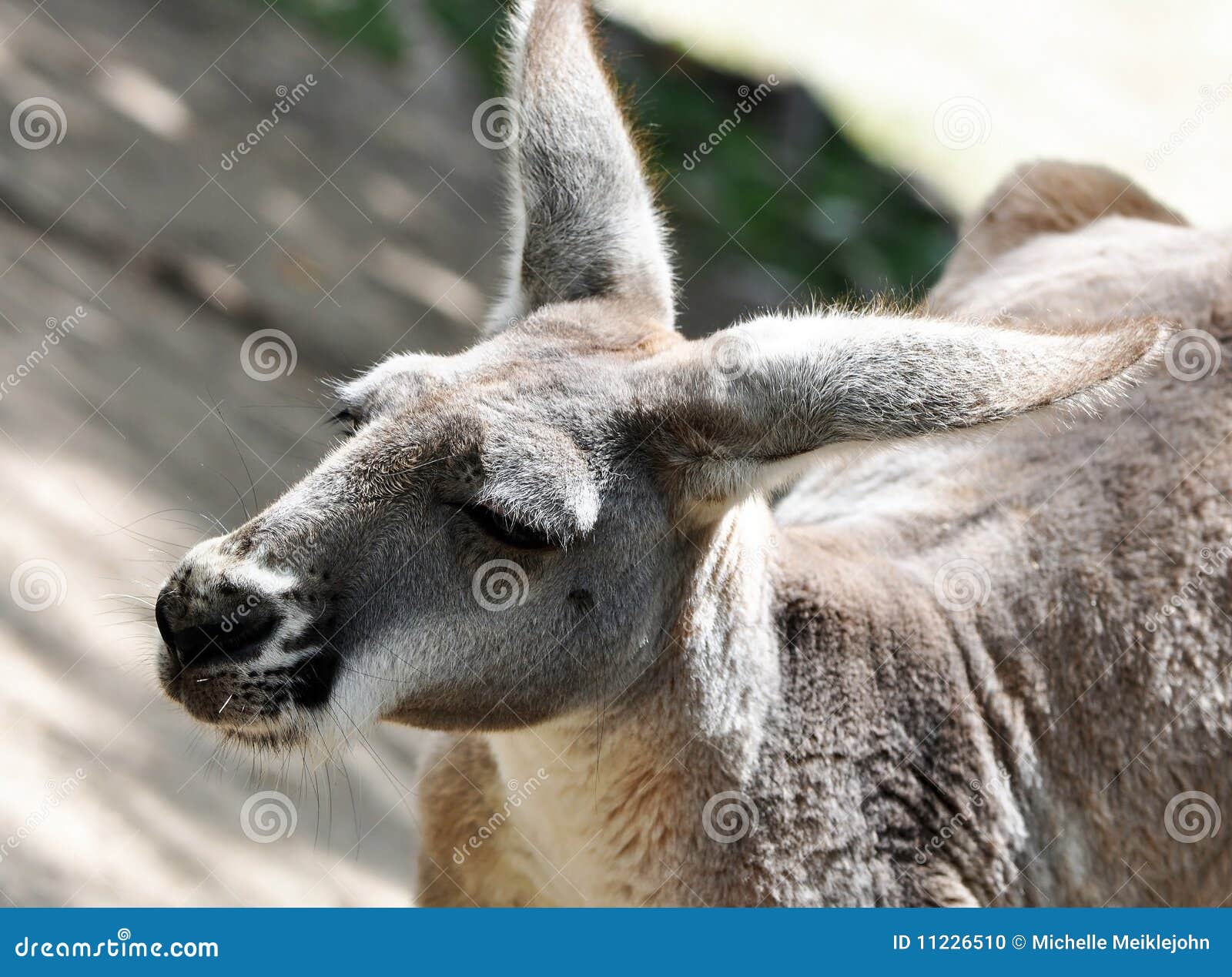 Kangaroo stock photo. Image of outback, native, jump - 11226510