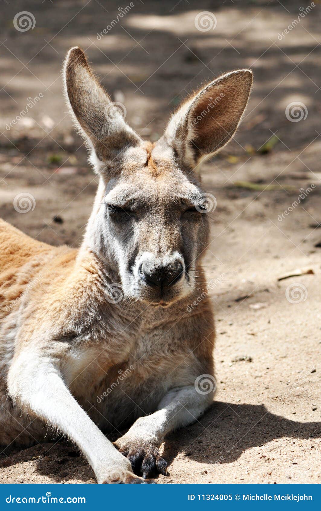 Kangaroo stock image. Image of wildlife, tree, ears, mammal - 11324005