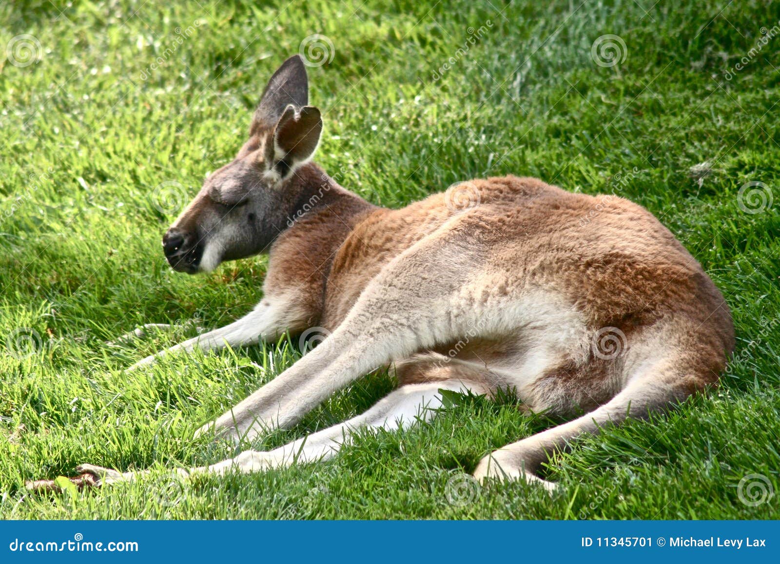 Kangaroo stock image. Image of sunny, sleep, lazy, aussie - 11345701