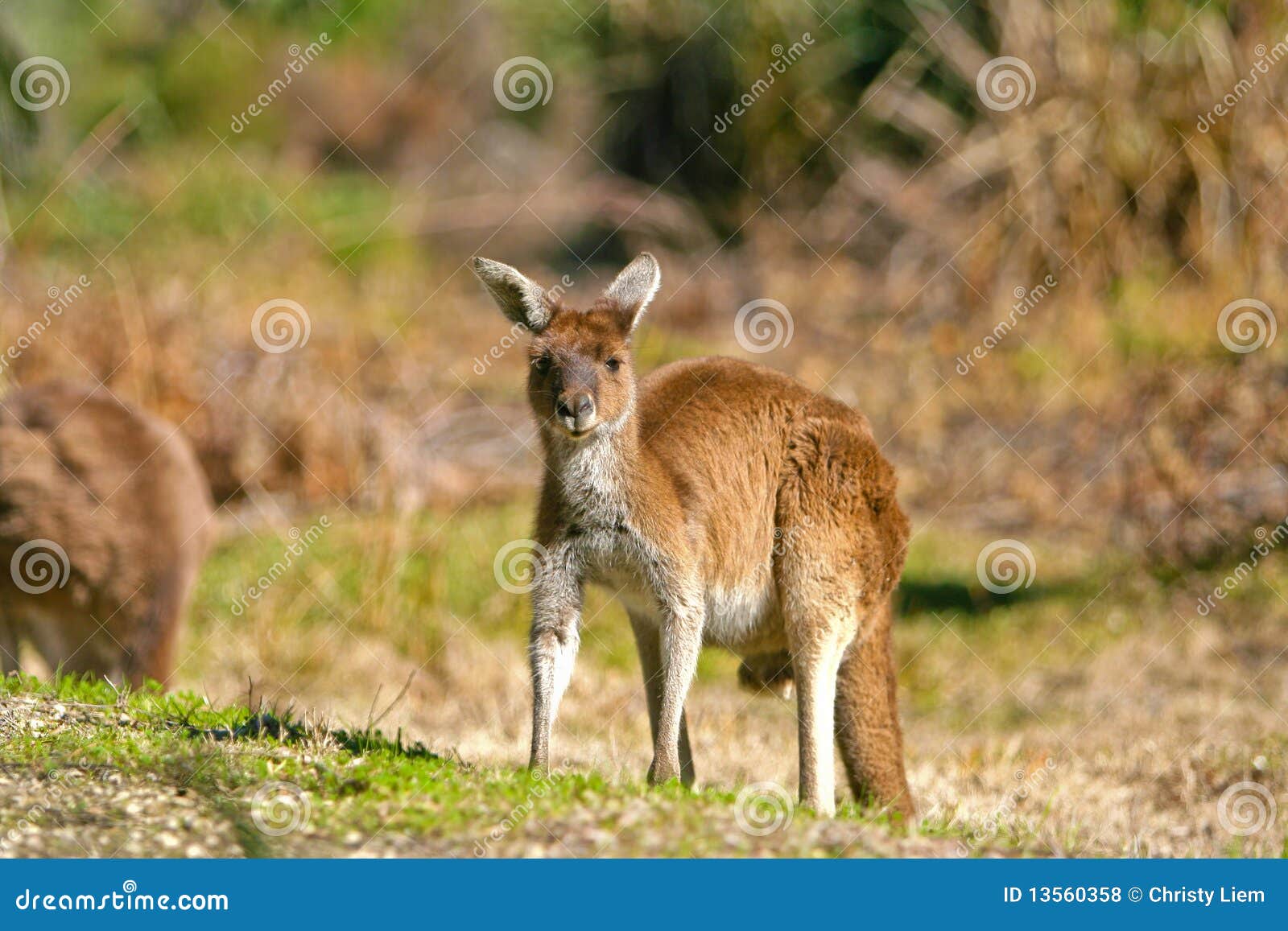 Kangaroo stock photo. Image of relax, calm, alive, grass - 13560358