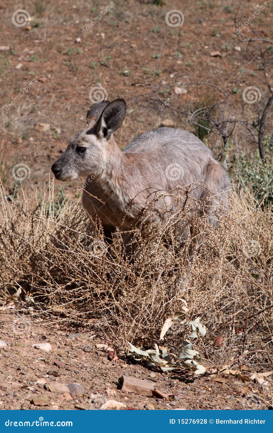 Kangaroo stock photo. Image of nature, indigenous, natural - 15276928