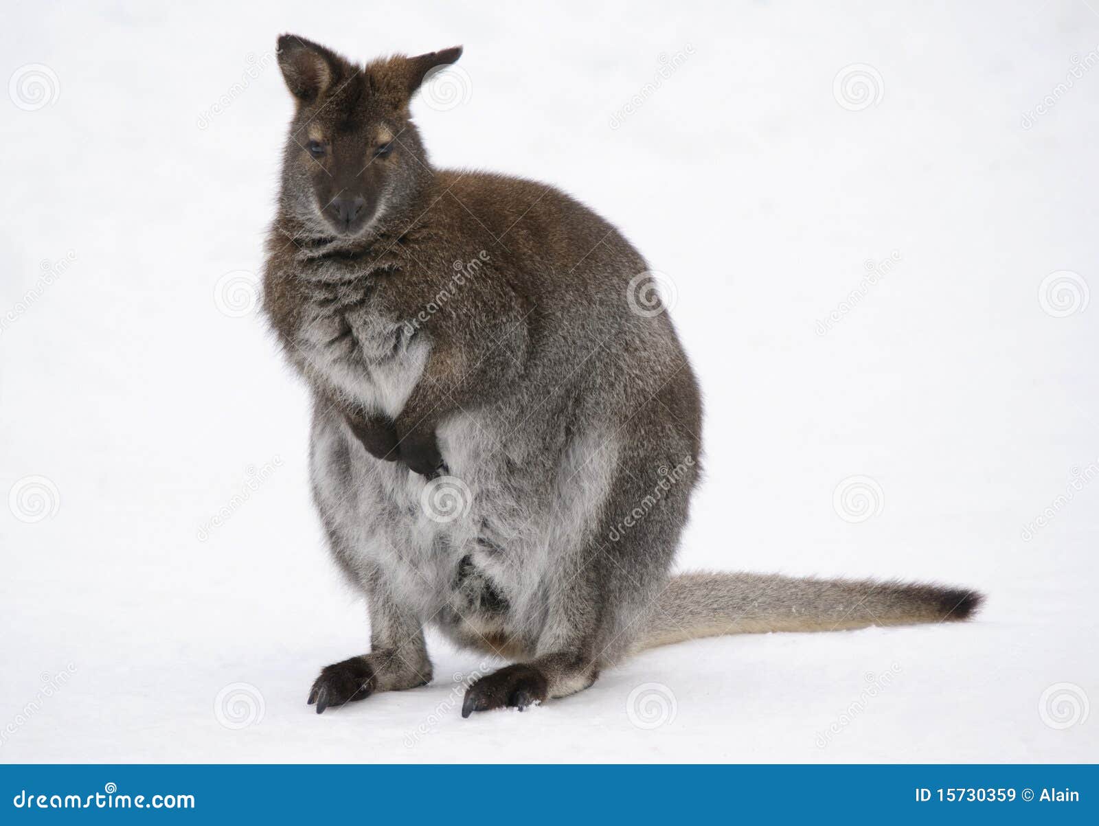 Kangaroo stock image. Image of outback, australia, winter - 15730359
