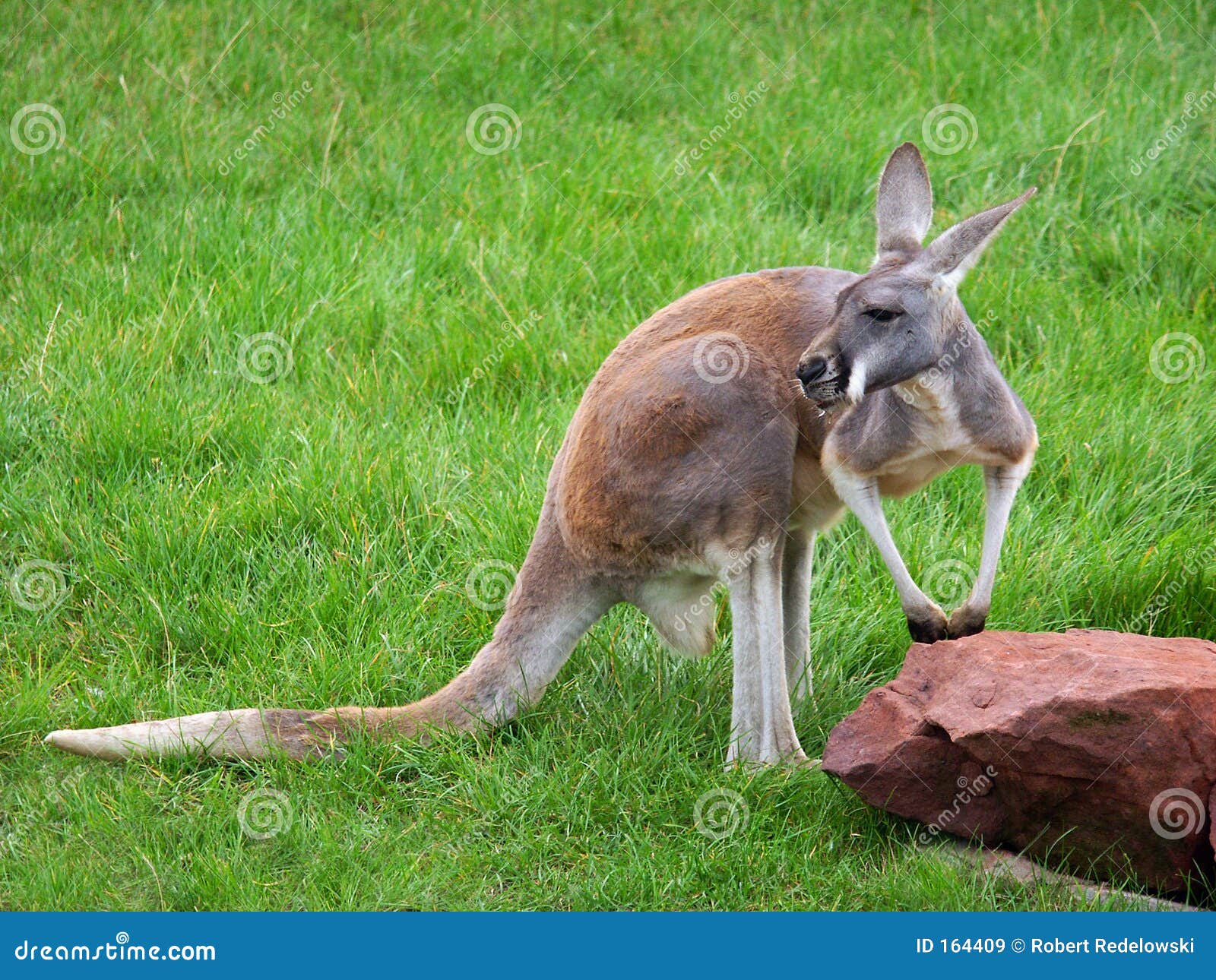 Kangaroo stock image. Image of green, roos, australia, kangaroo - 164409