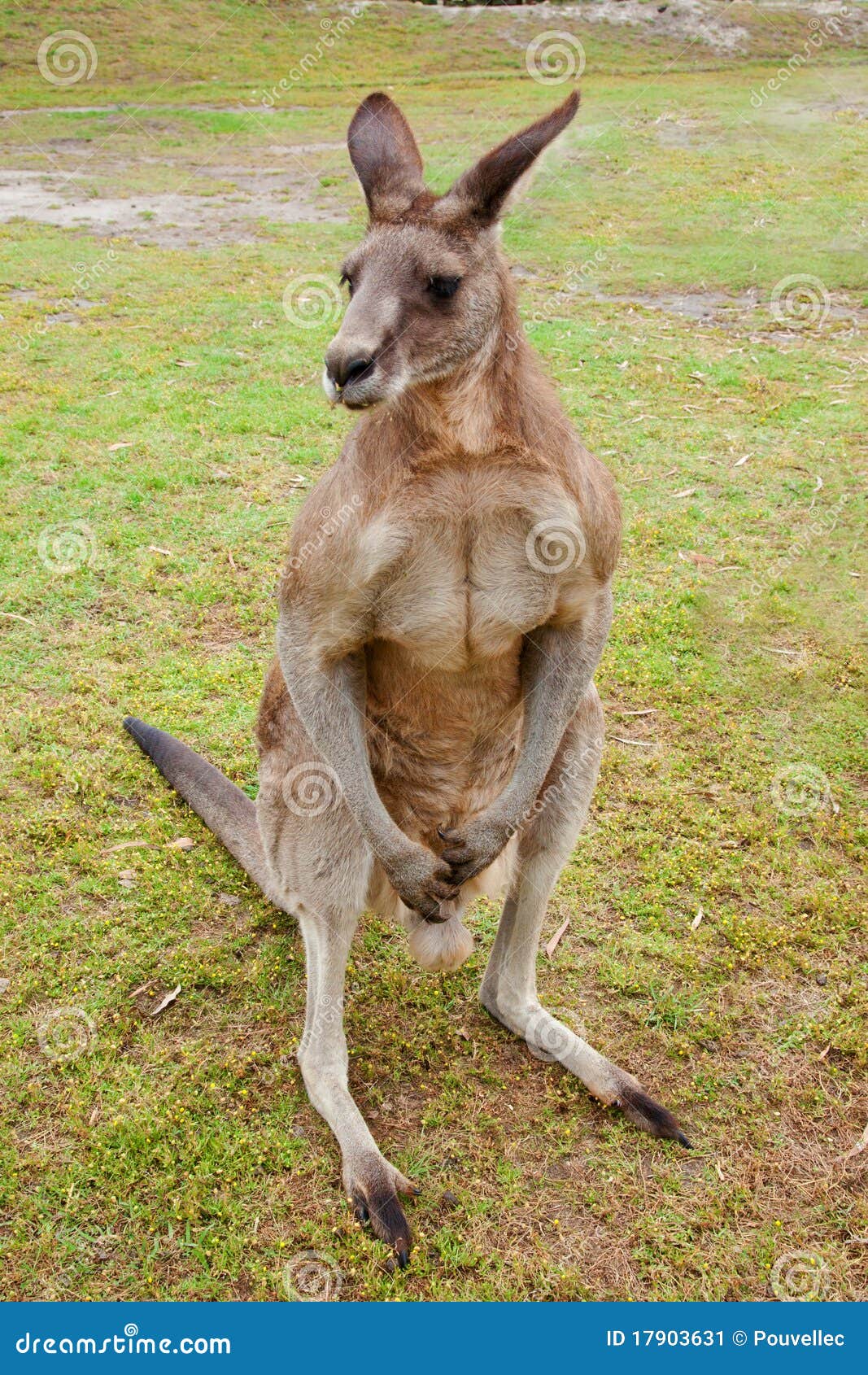 Kangaroo Stock Image - Image: 17903631