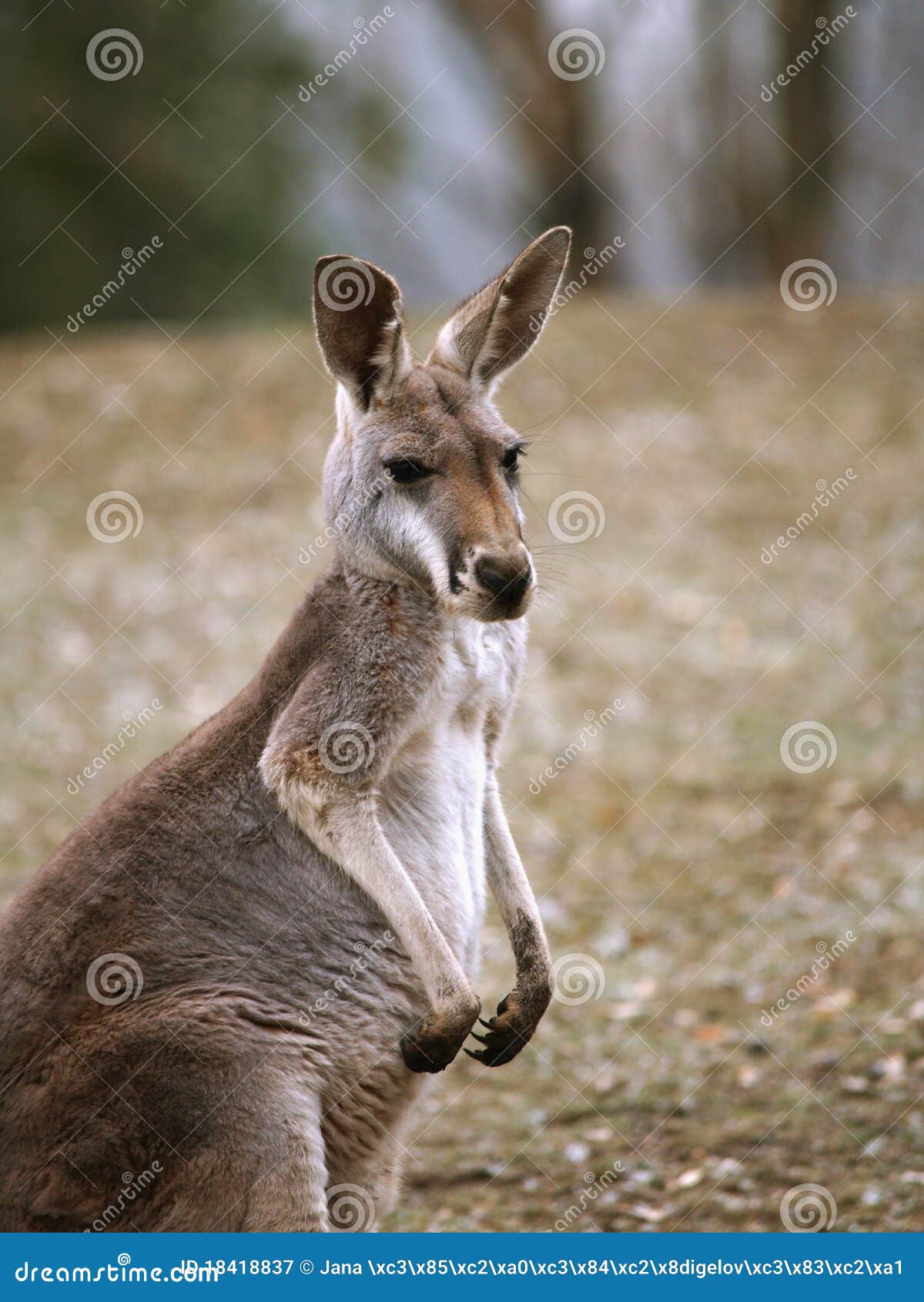 Kangaroo stock image. Image of mammal, animal, marsupial - 18418837