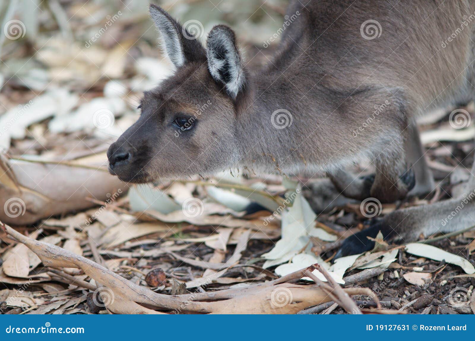 Red Kangaroo Crouching To Eat Some Grass Stock Photo | CartoonDealer ...