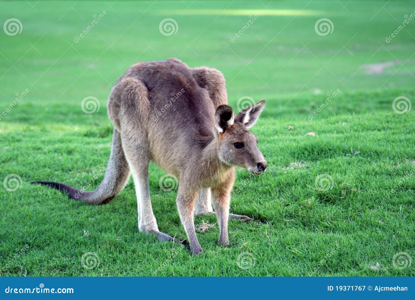 Kangaroo stock image. Image of sitting, australia, textured - 19371767