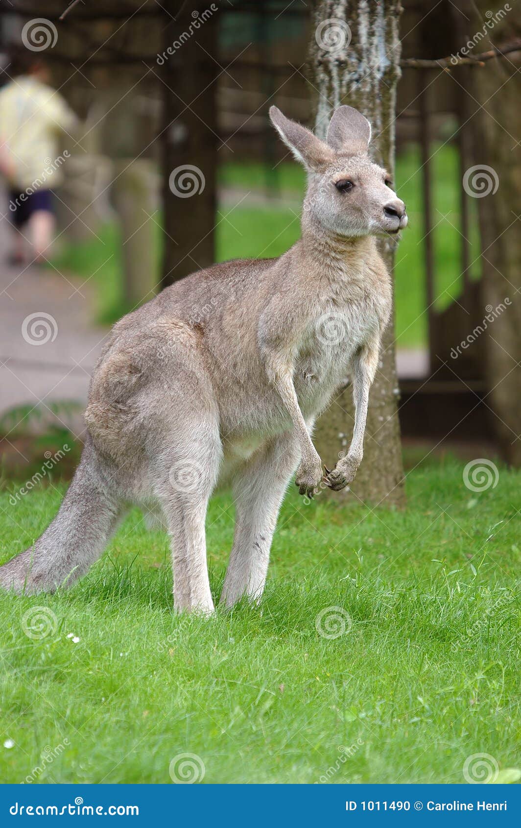 Kangaroo 2 stock photo. Image of trees, kangaroos, animals - 1011490