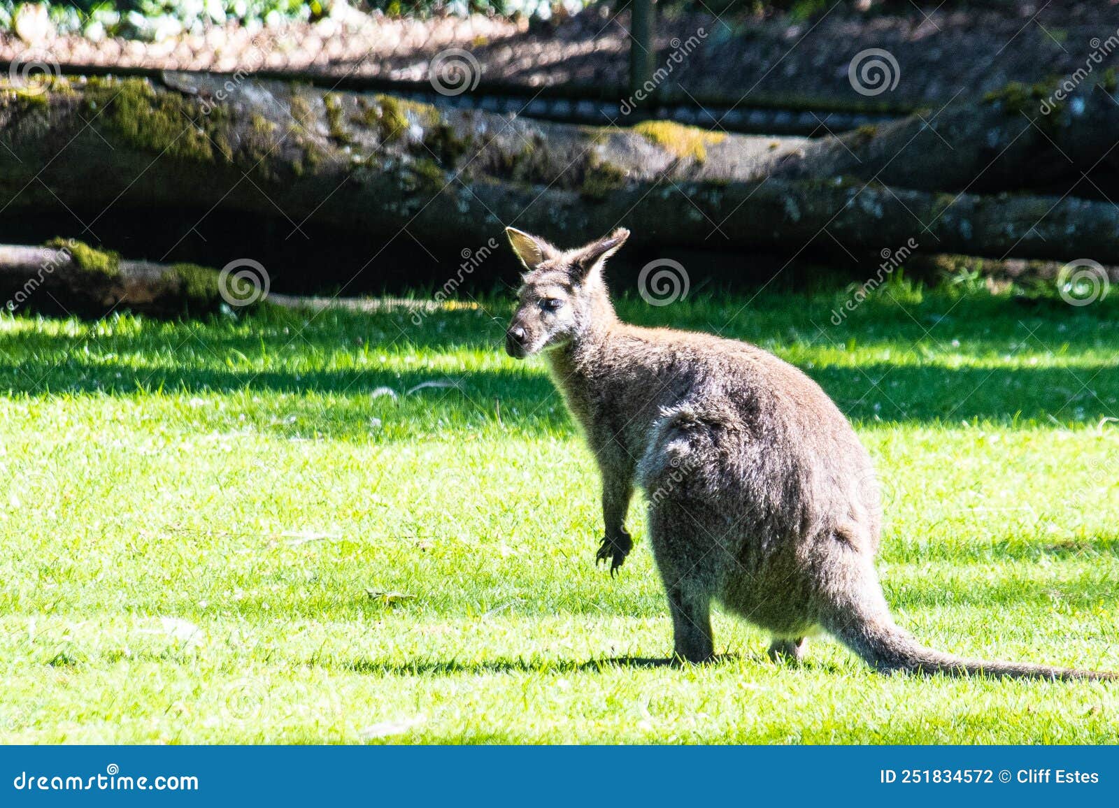 Kangaroo in afternoon sun stock photo. Image of pouch - 251834572