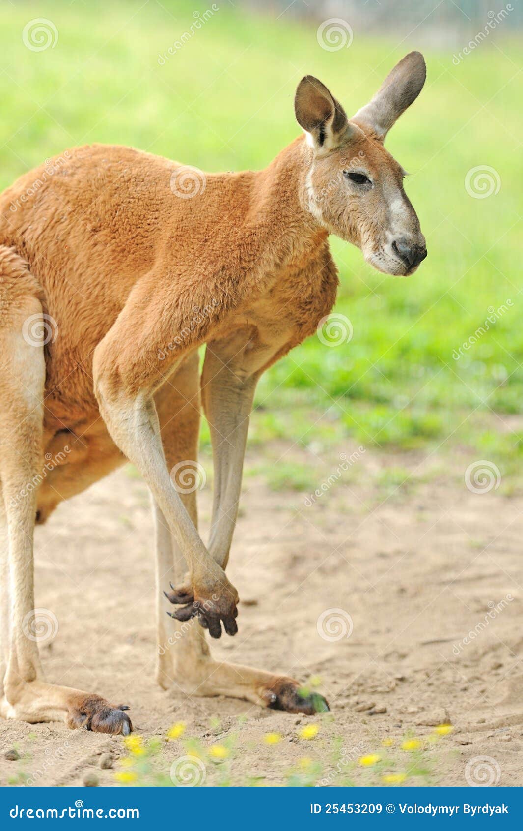 Kangaroo stock image. Image of wildlife, eastern, cute - 25453209
