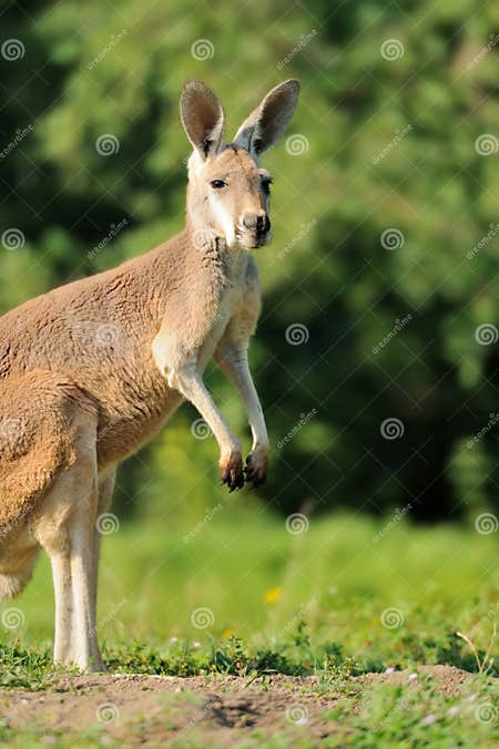 Kangaroo stock photo. Image of native, pretty, australian - 26054756