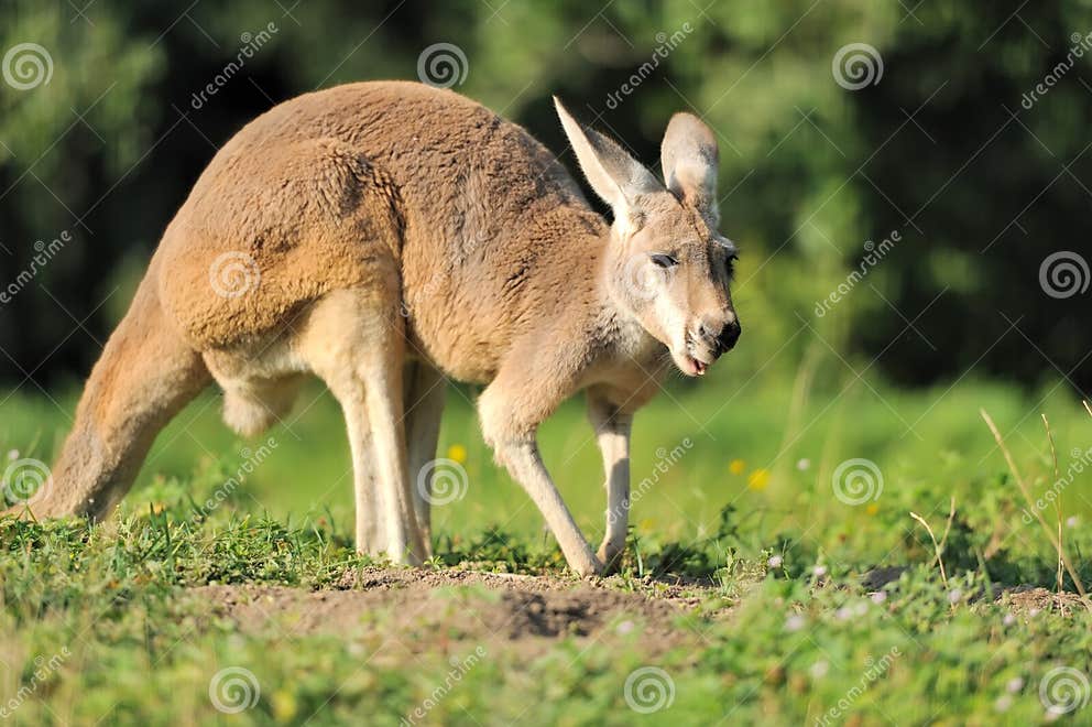 Kangaroo stock image. Image of pretty, cute, australia - 26116629