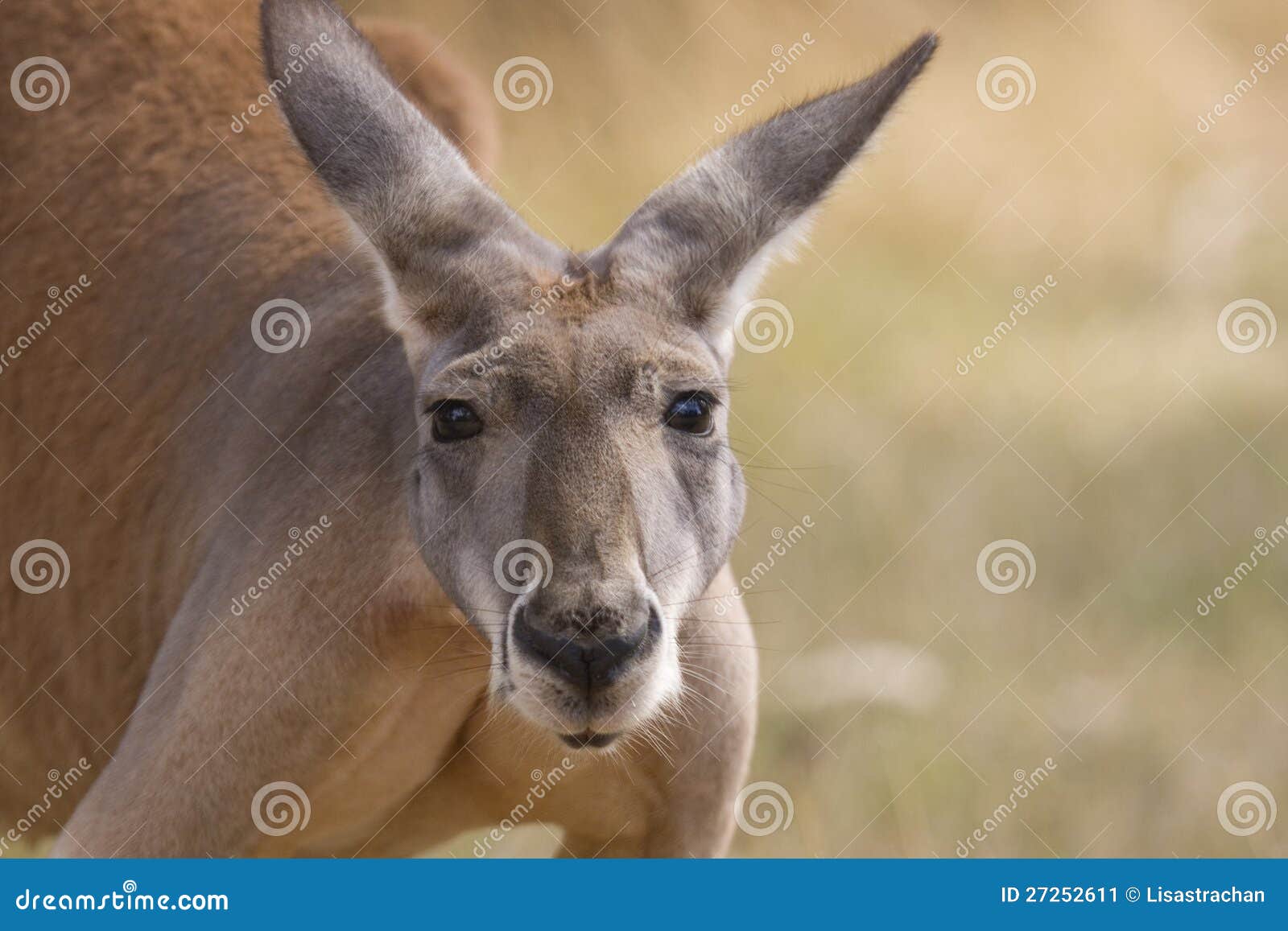 Kangaroo stock image. Image of animal, brown, head, looking - 27252611