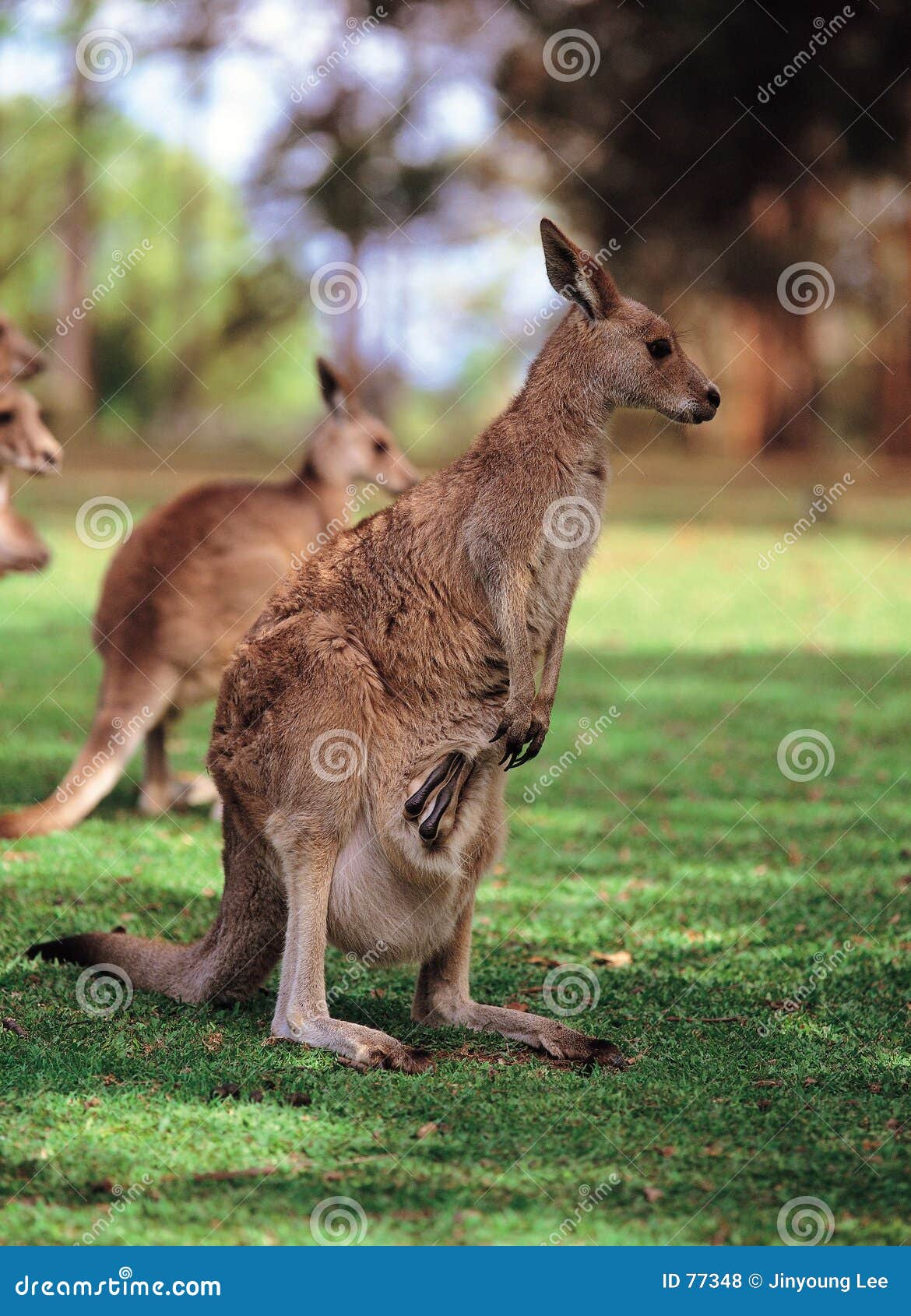 Kangaroo stock photo. Image of mammal, mother, green, grass - 77348