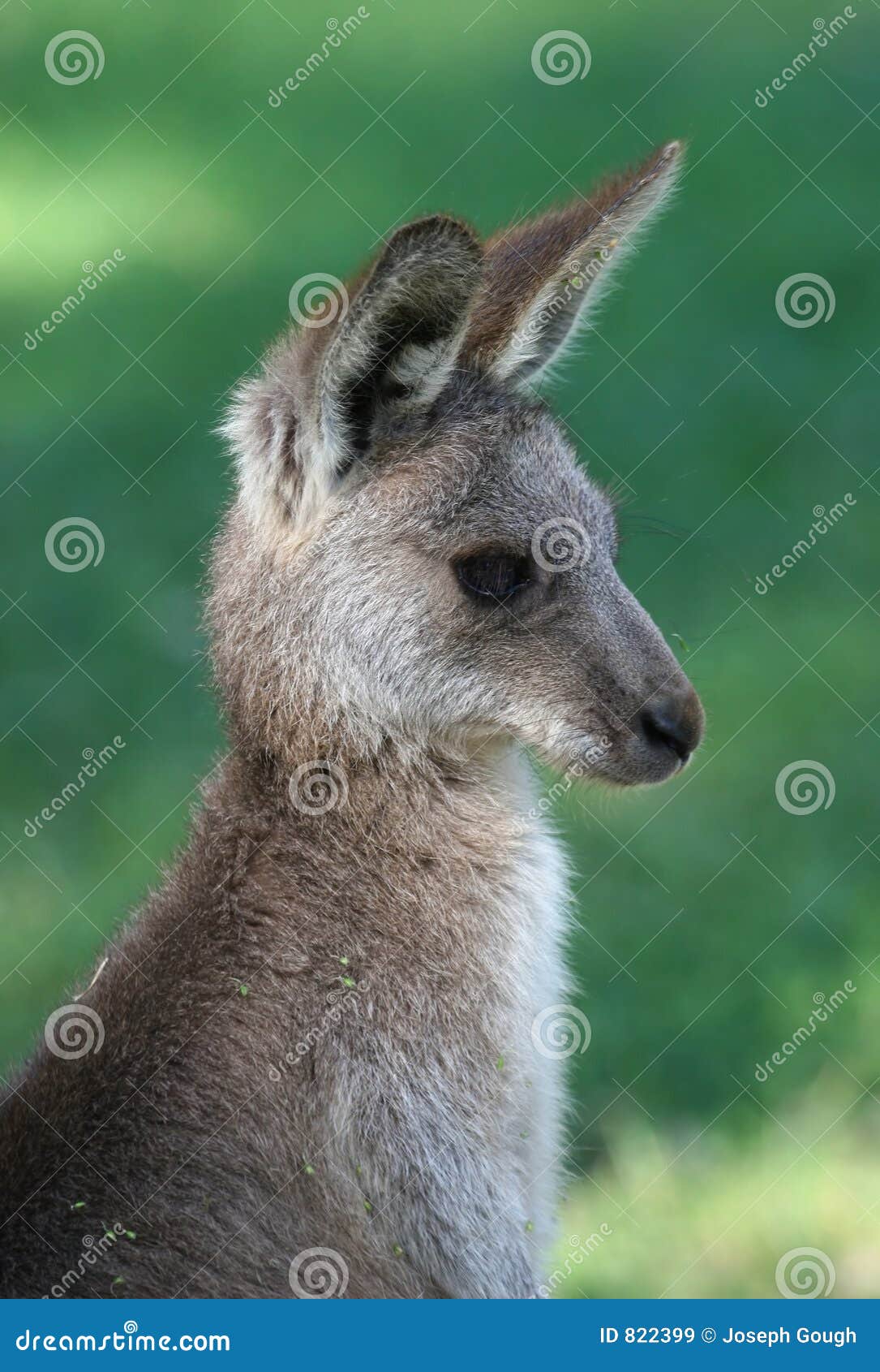 Kangaroo stock image. Image of cute, whiskers, australia - 822399