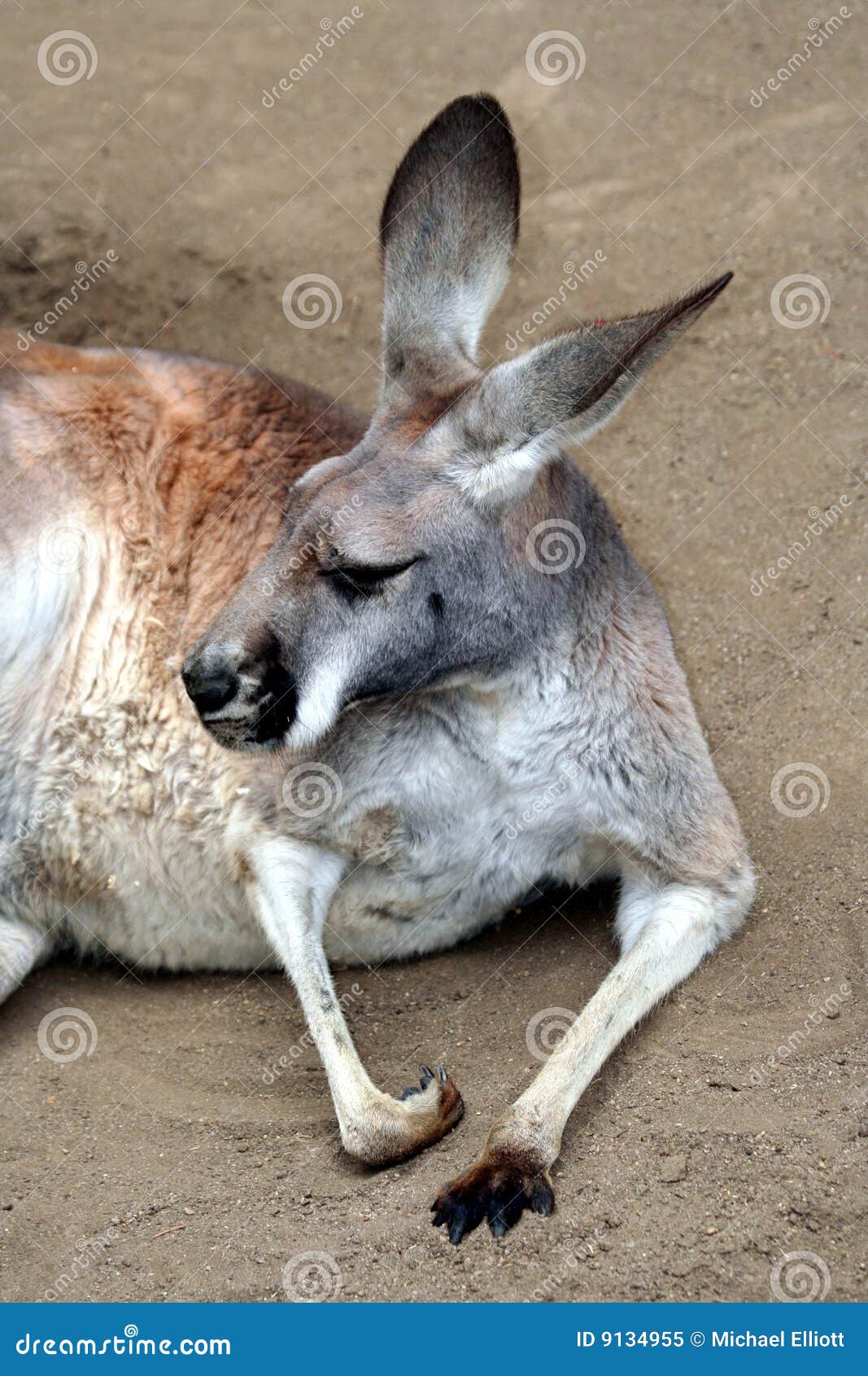 Kangaroo stock image. Image of resting, texture, sleeping - 9134955