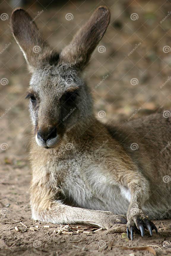 Kangaroo stock photo. Image of kangaroos, nature, animals - 95234