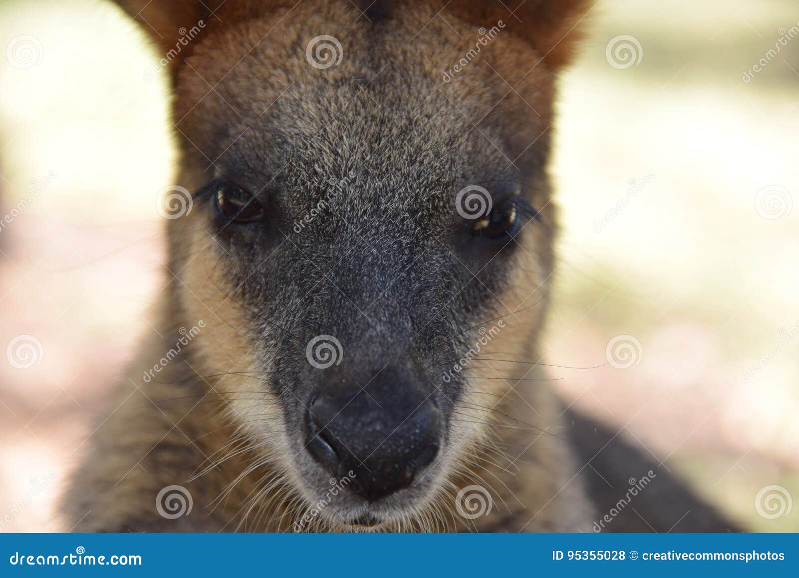 Kangaroo Picture. Image: 95355028