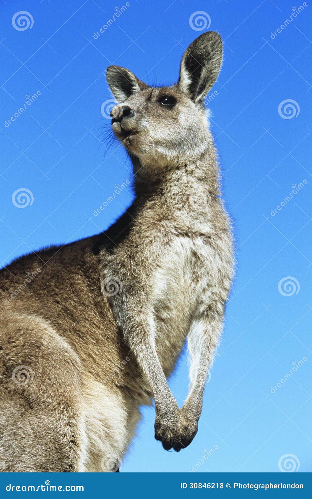 Kangaroo against blue sky stock photo. Image of wildlife - 30846218