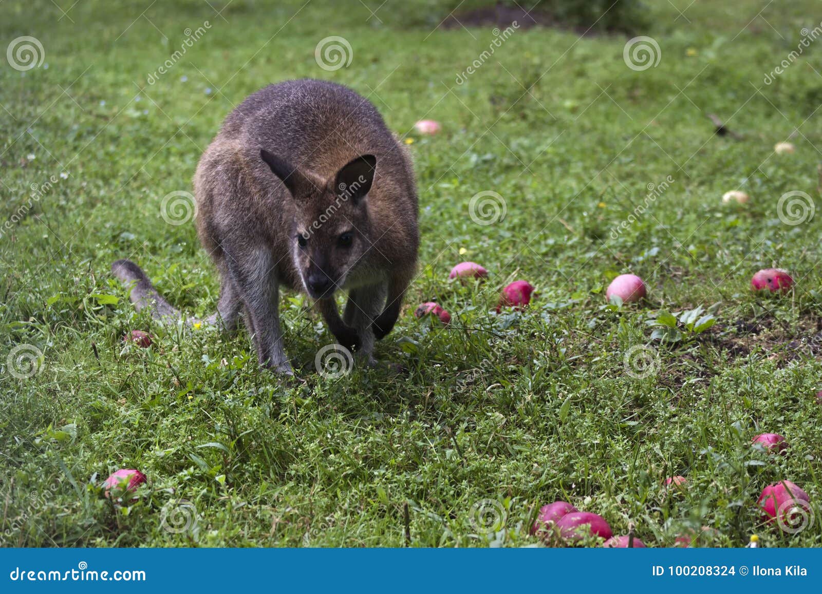 Kangaroo and Apples in the Zoo Stock Photo - Image of young, grass ...