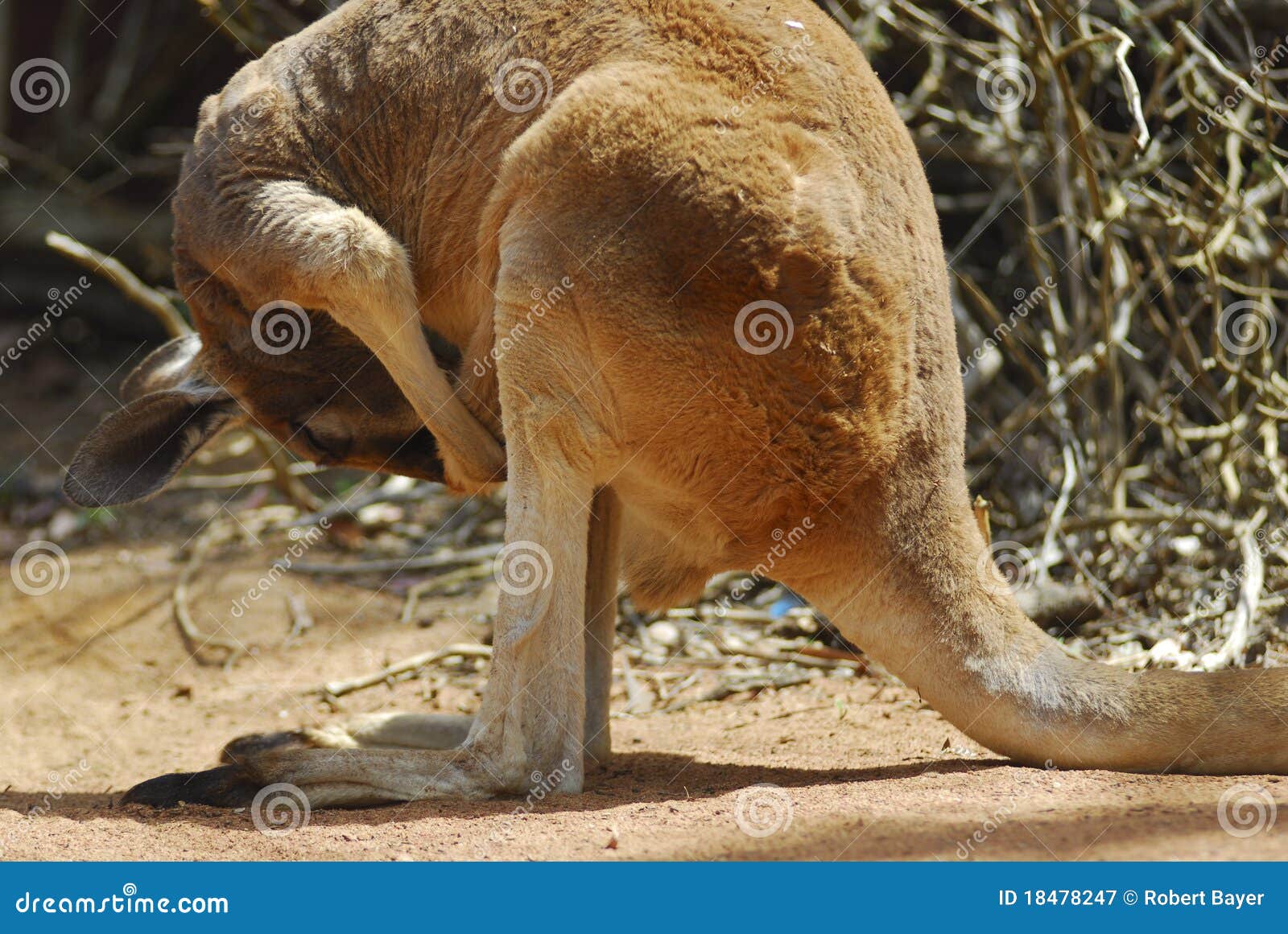 Kangaroo Australia stock image. Image of outback, fauna - 18478247