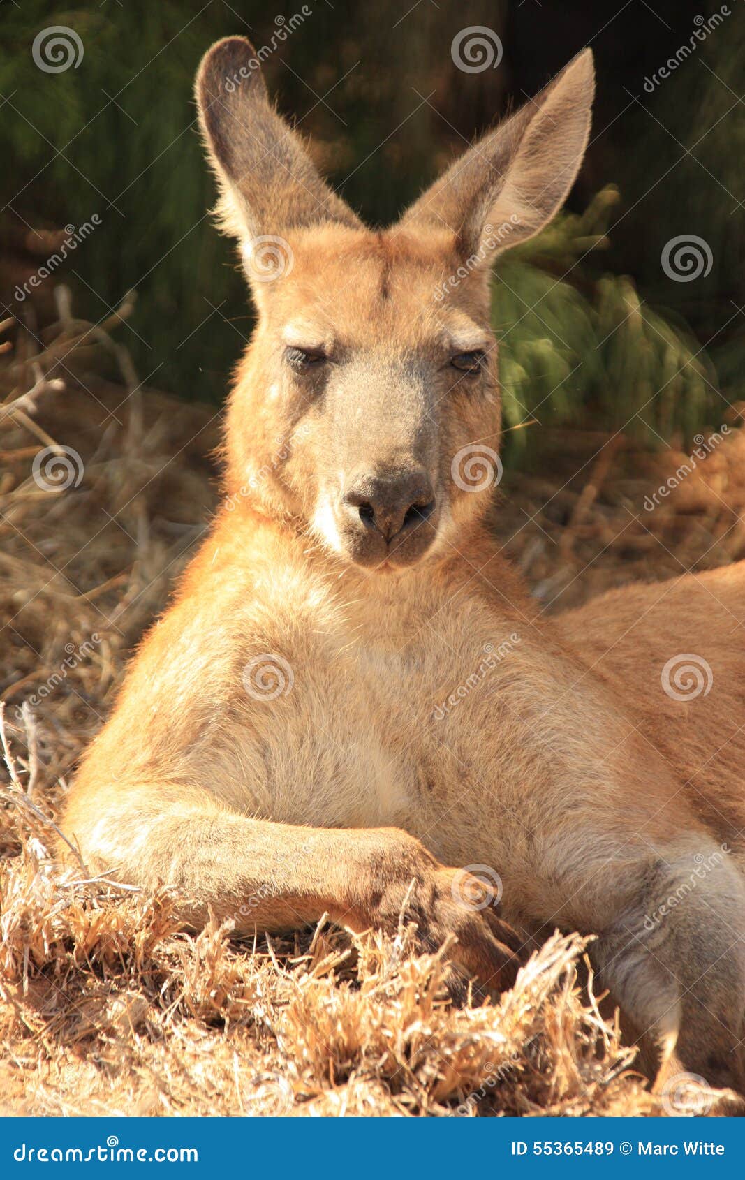 Kangaroo, australia stock image. Image of close, australian - 55365489