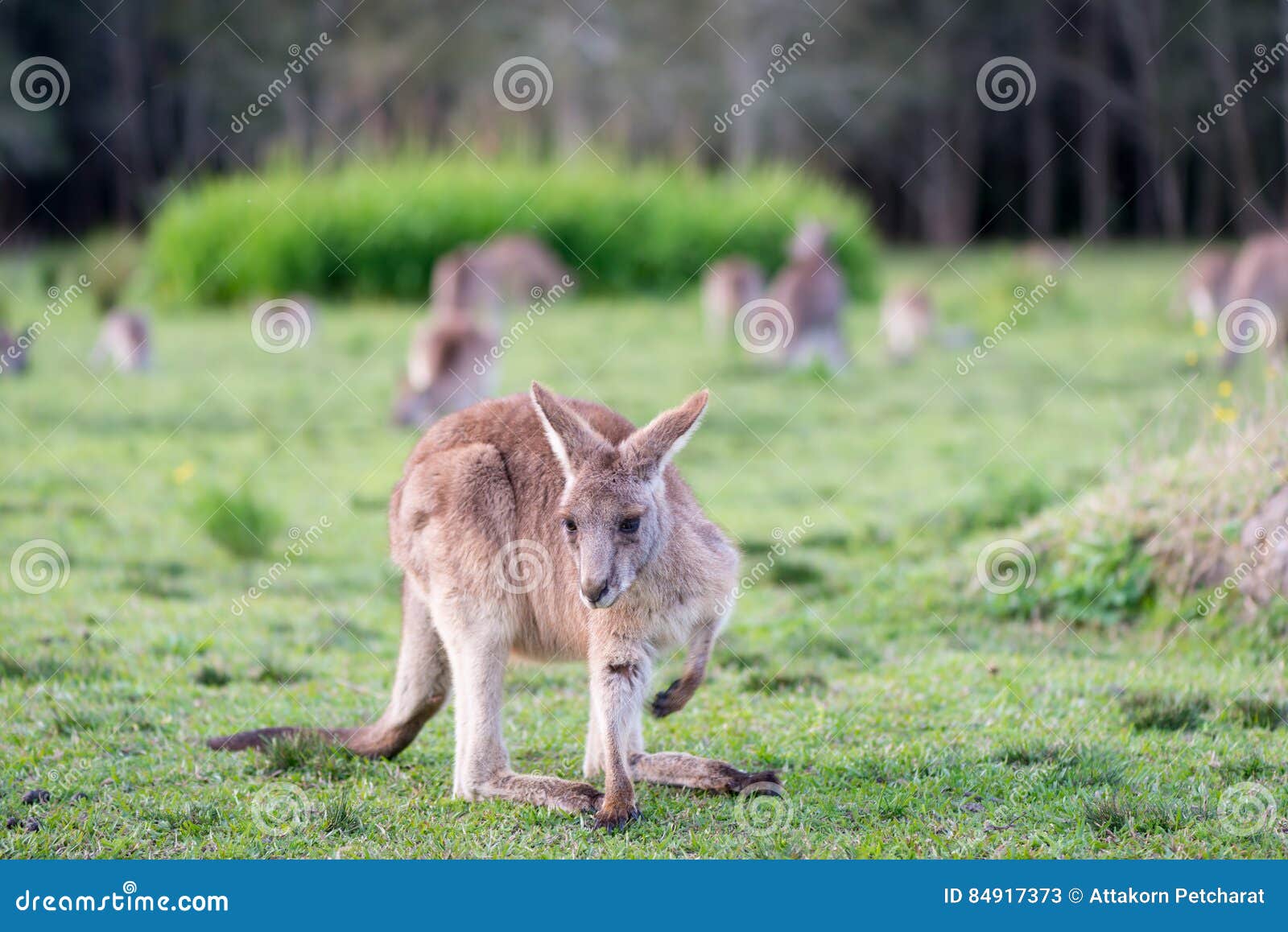 Red Kangaroo-Australia Royalty-Free Stock Photography | CartoonDealer ...