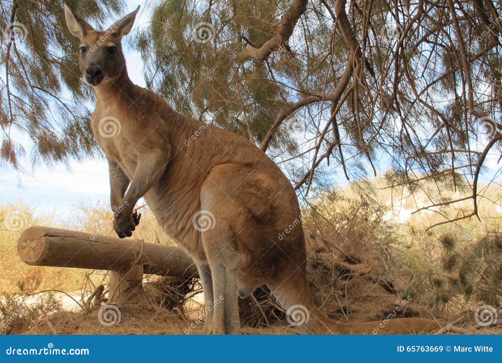 Kangaroo, australia stock image. Image of mammal, marsupial - 65763669