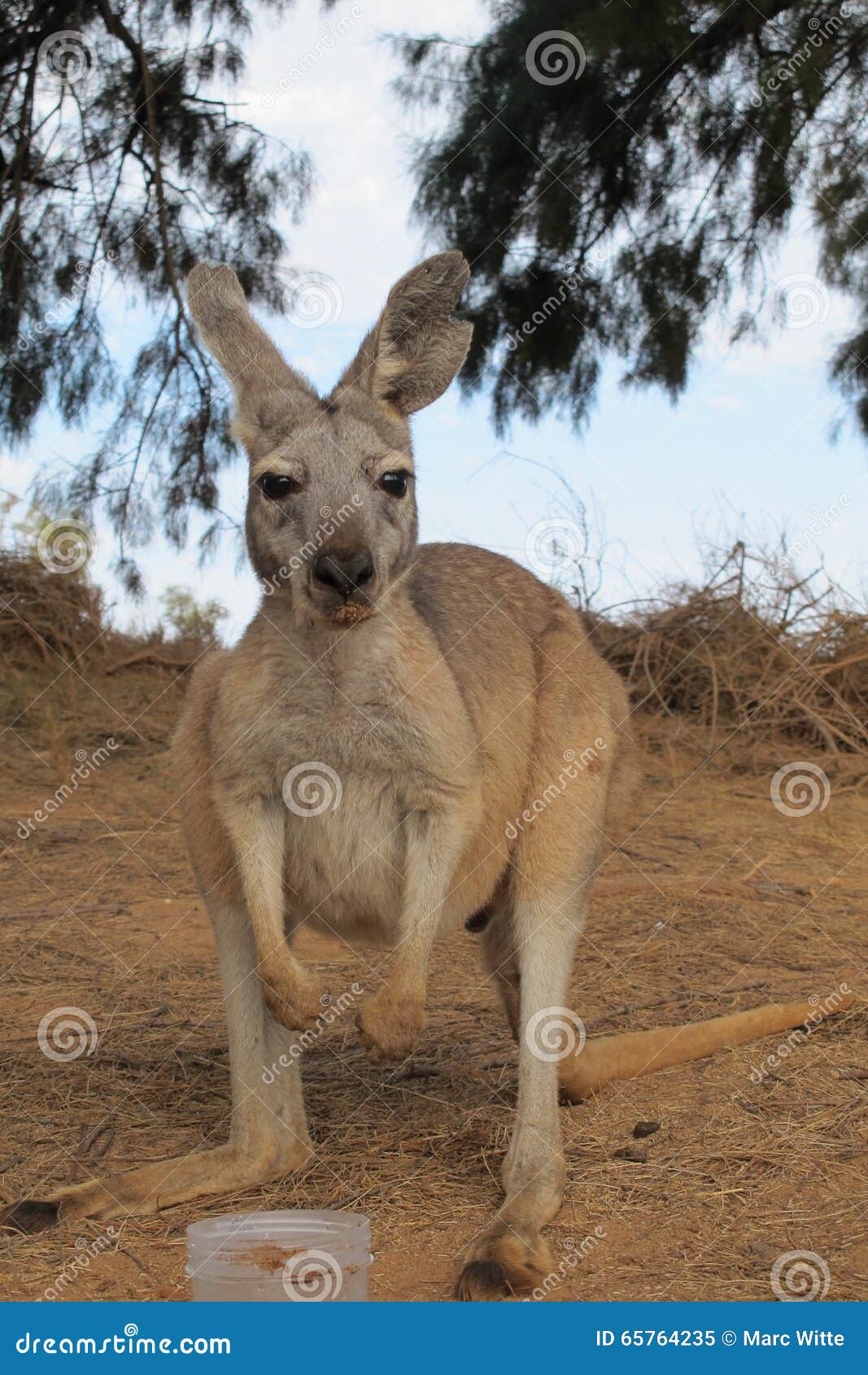 Kangaroo, australia stock image. Image of outback, fauna - 65764235