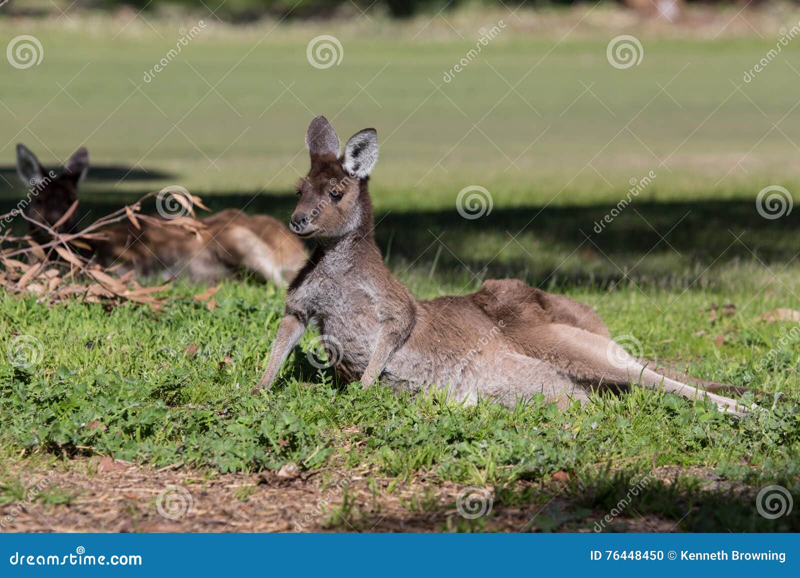 Kangaroo stock photo. Image of bush, wildlife, relax - 76448450