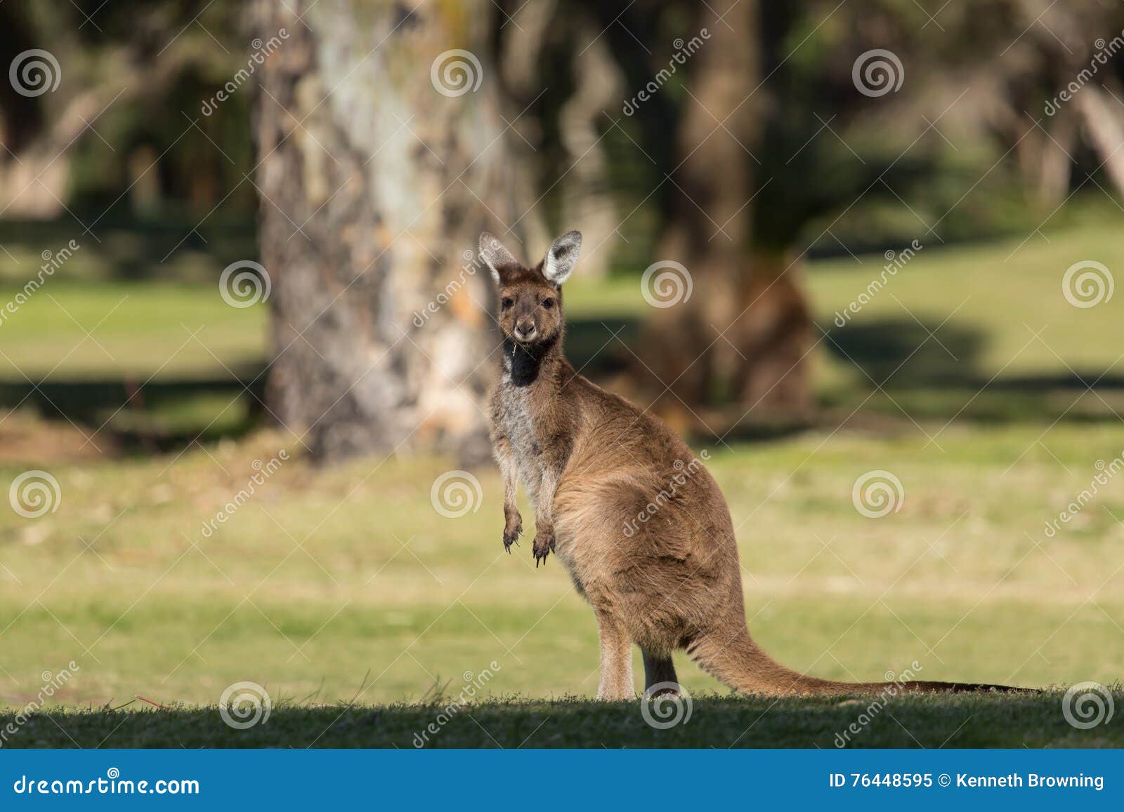 Kangaroo stock image. Image of relax, nature, mammal - 76448595